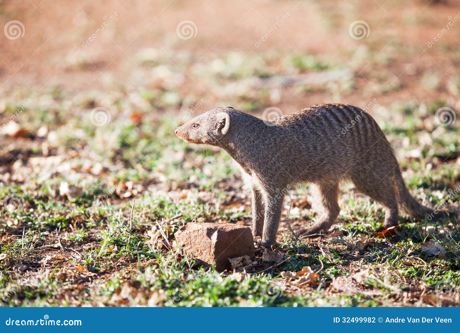 Banded Mongoose in Late Afternoon Light Stock Photo - Image of outdoor ...