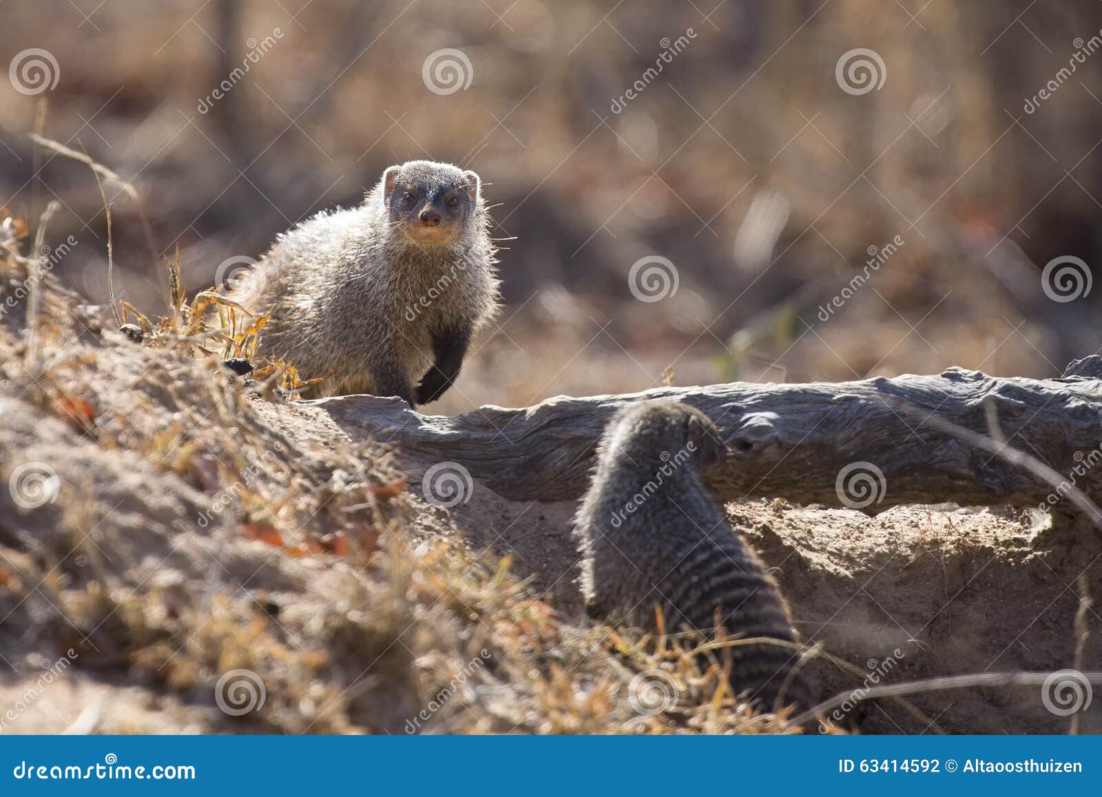 Banded Mongoose is a Lookout on Tree Stump Stock Photo - Image of fauna ...