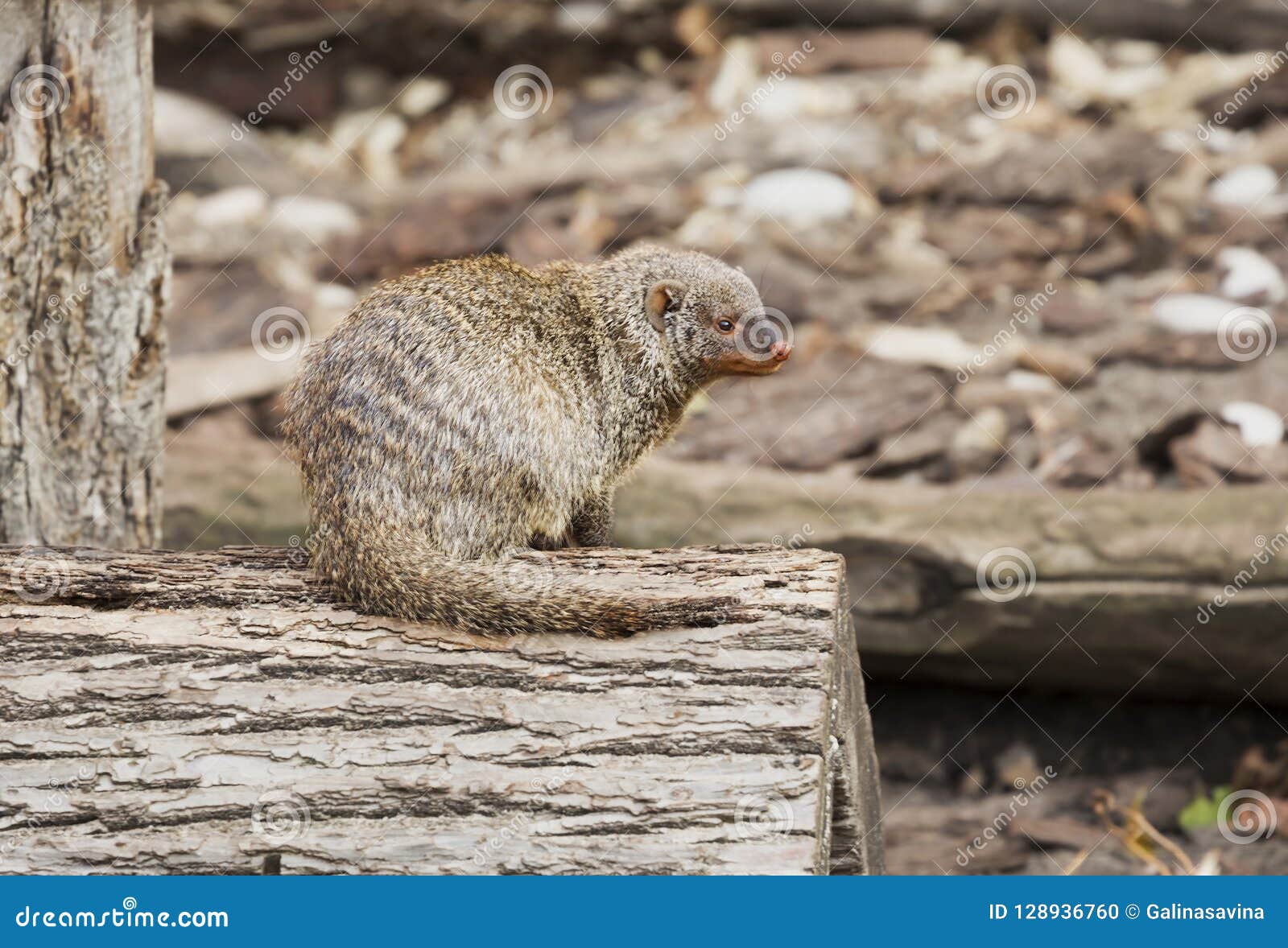 Banded mongoose. stock photo. Image of color, animal - 128936760