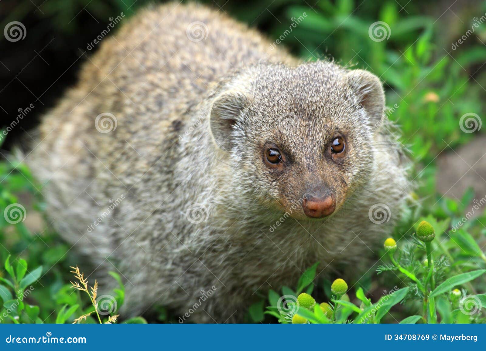 The banded mongoose stock image. Image of national, animal - 34708769
