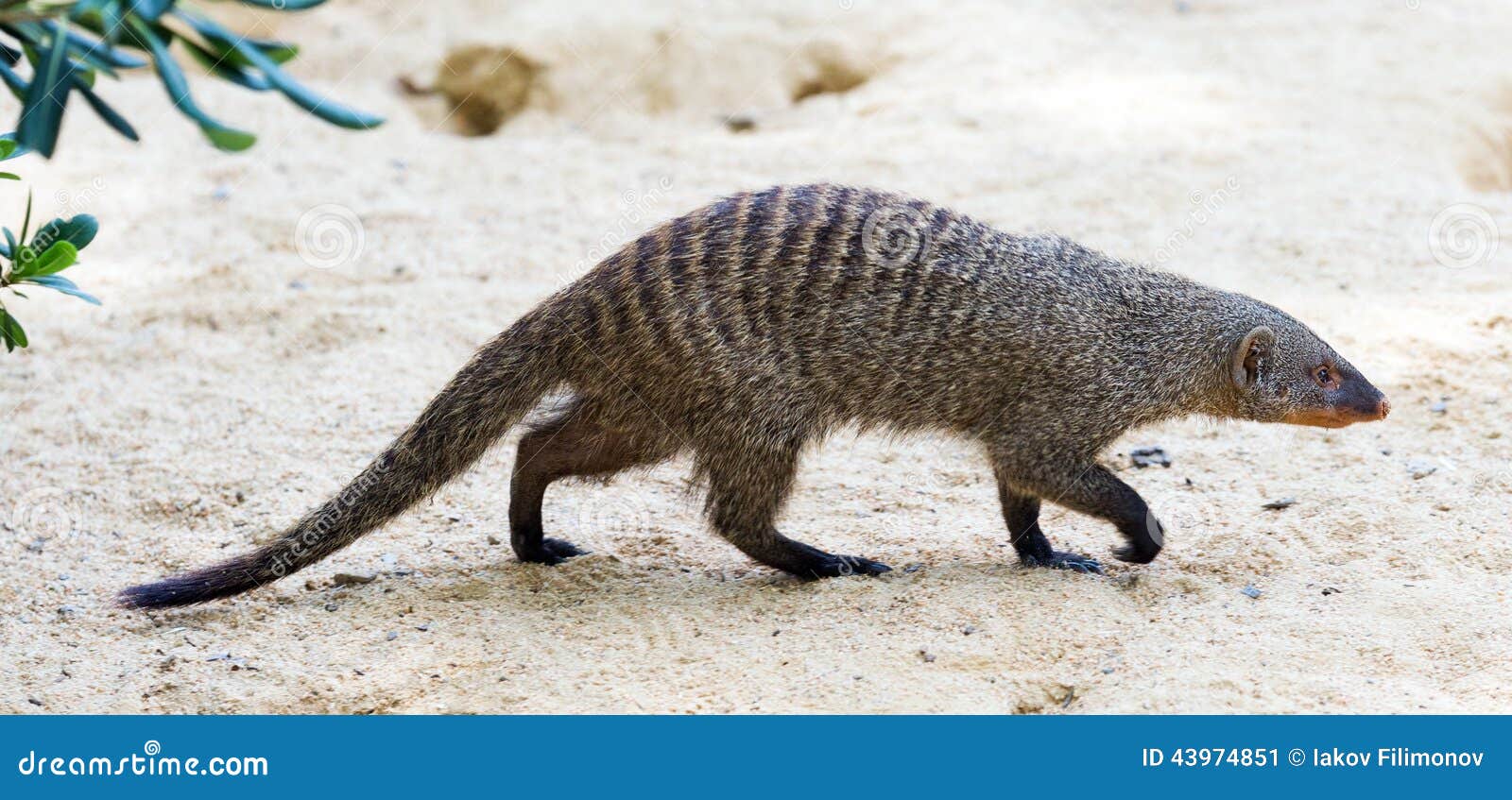 Banded mongoose stock image. Image of wilderness, natural - 43974851