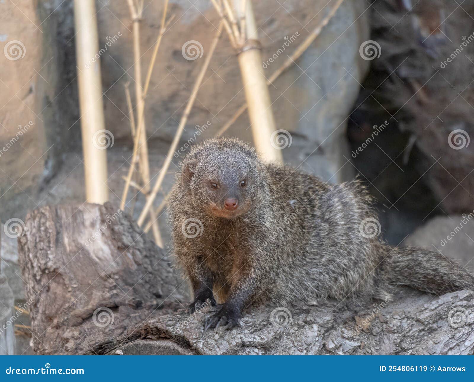 Banded Mongoose & X28;mungos Mungo& X29; Resting in the Sun Stock Image ...