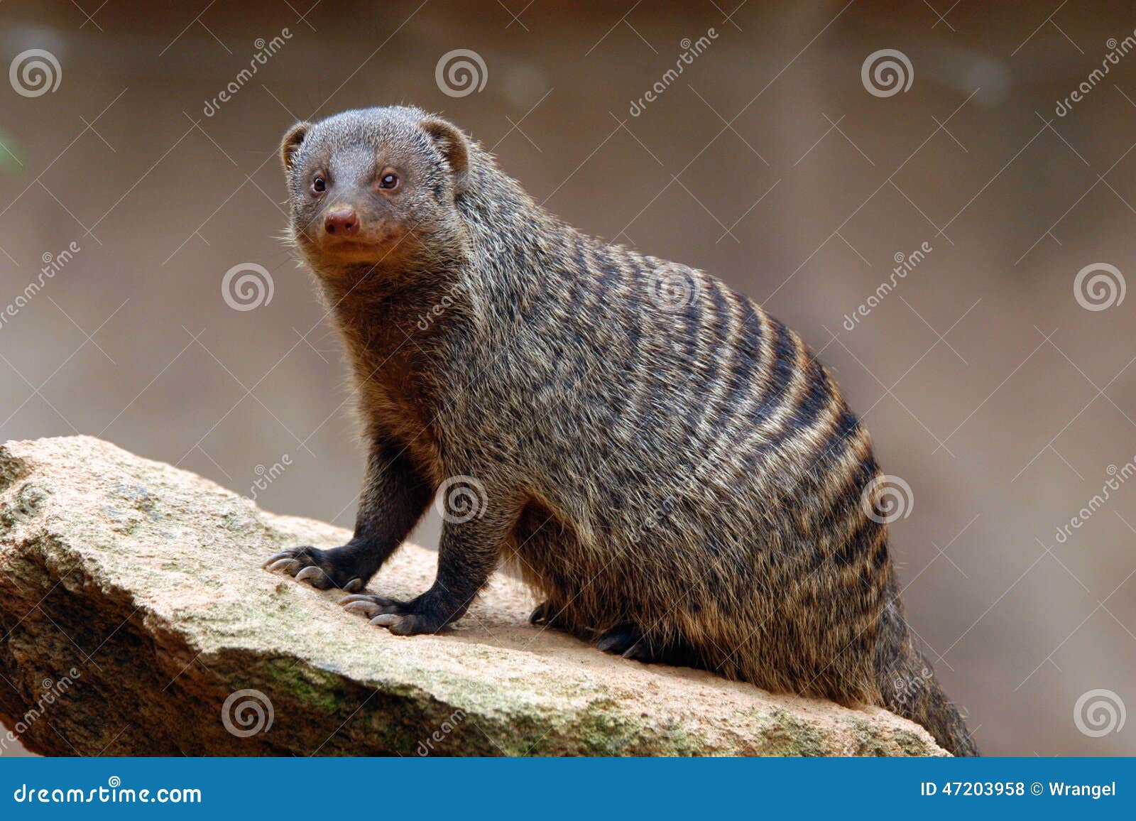 Banded mongoose stock photo. Image of mungos, wildlife - 47203958