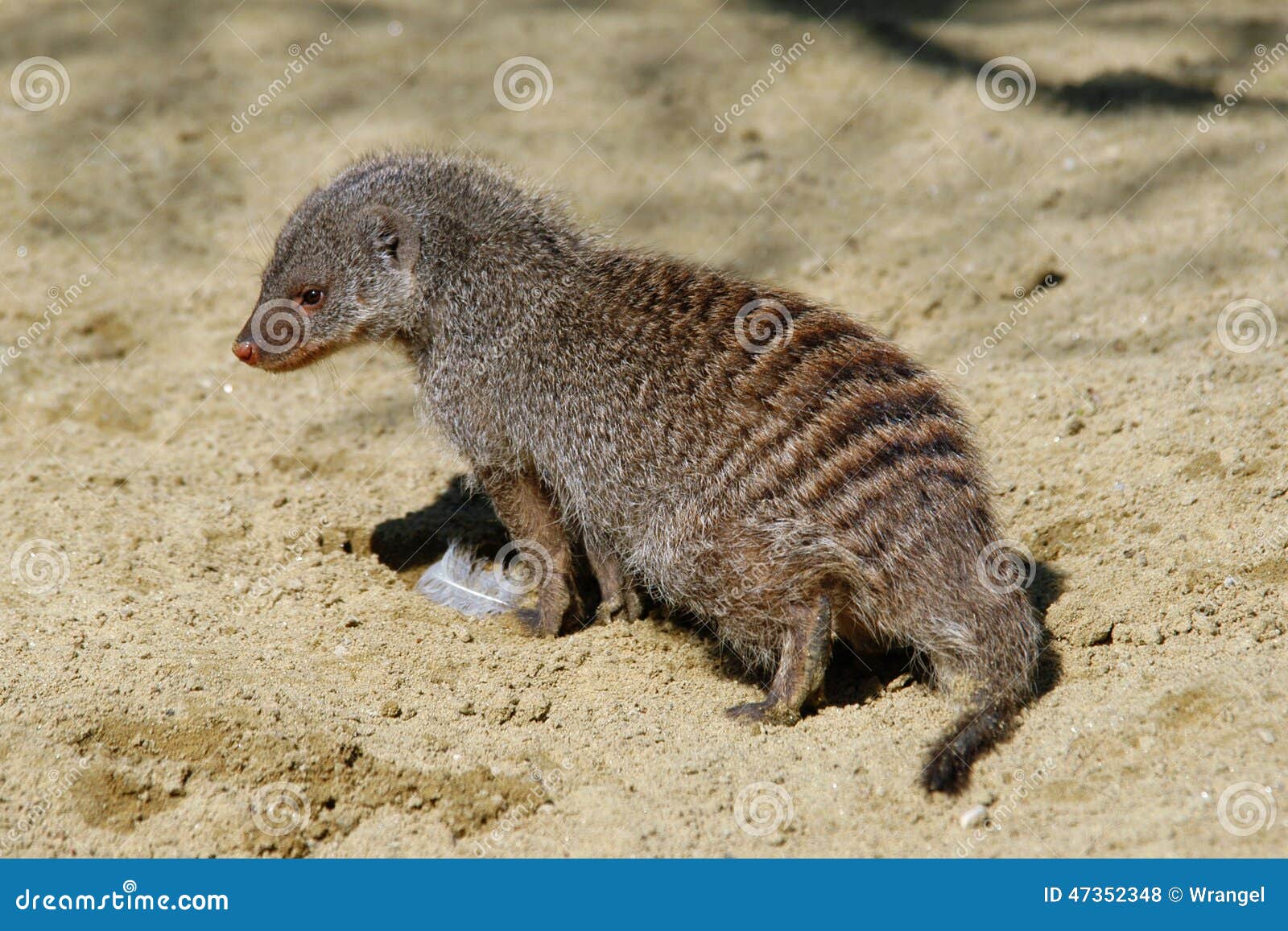 Banded mongoose stock photo. Image of nature, mammals - 47352348