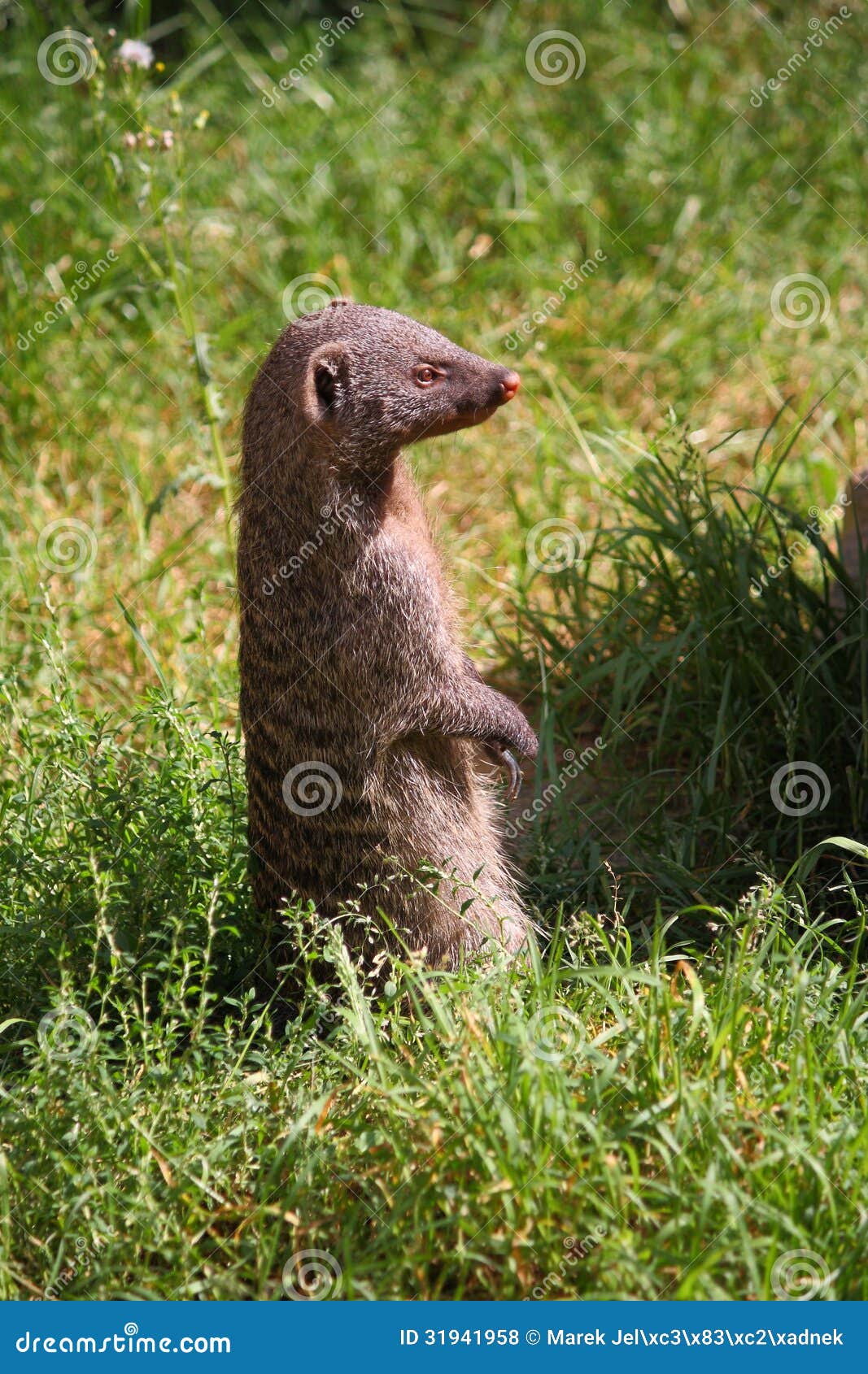 Banded mongoose stock photo. Image of mungos, mammal - 31941958