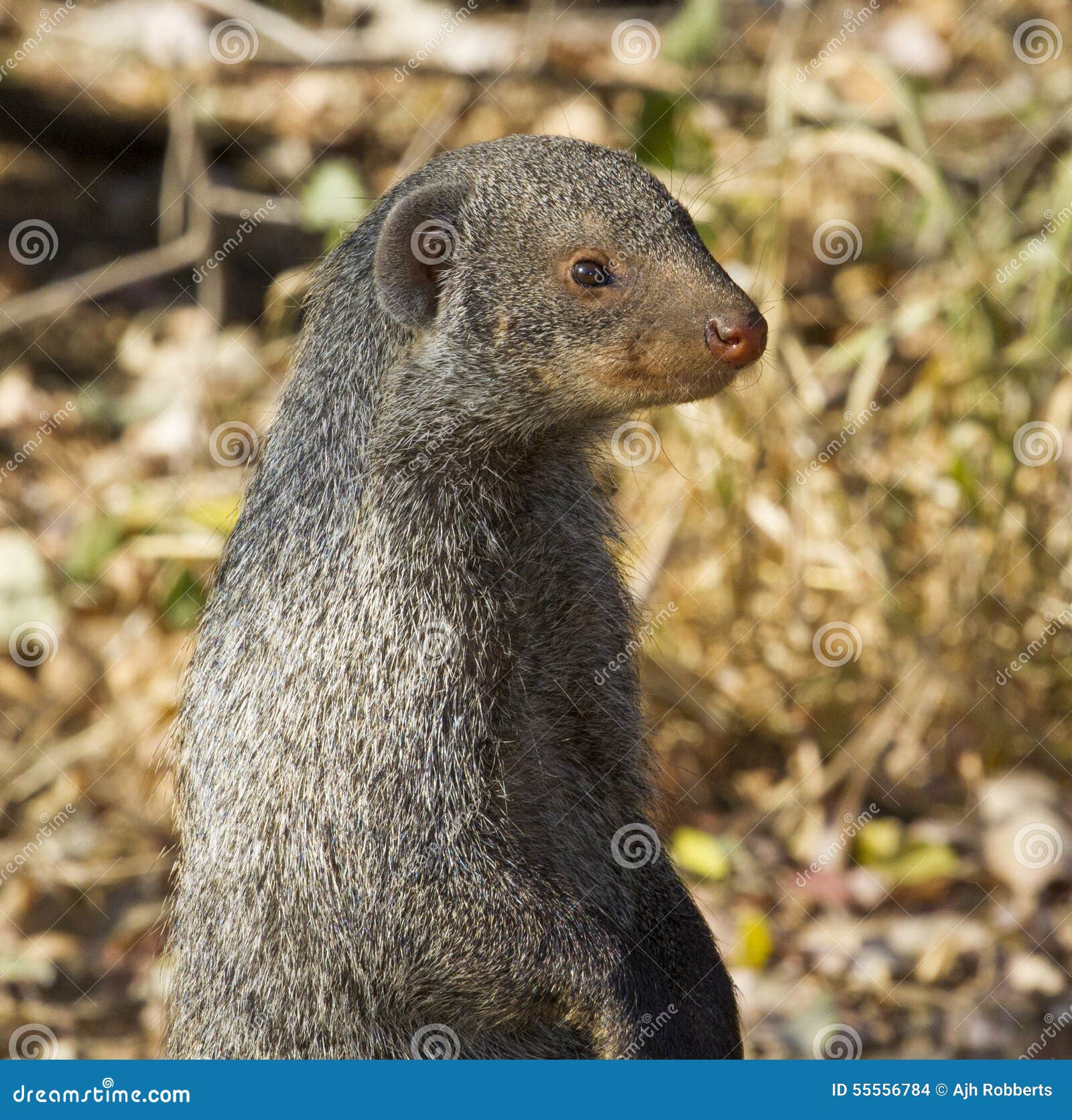 Banded Mongoose stock photo. Image of park, african, large - 55556784