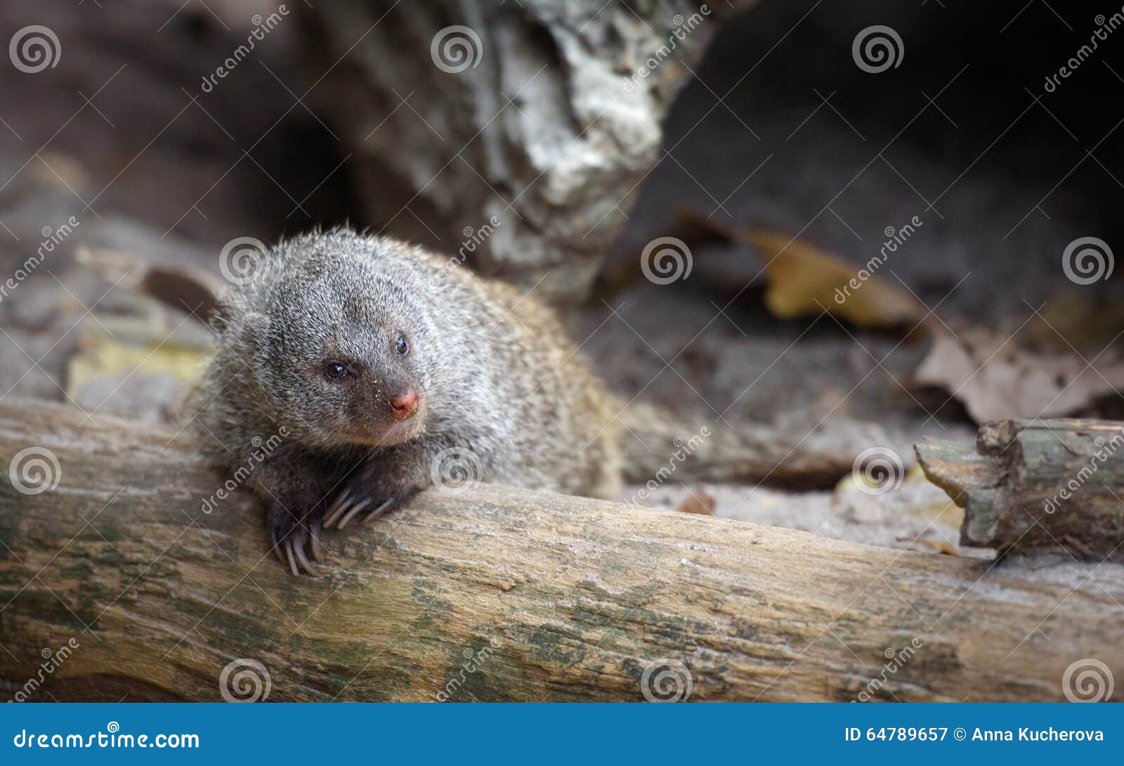 Banded mongoose stock image. Image of thought, interest - 64789657