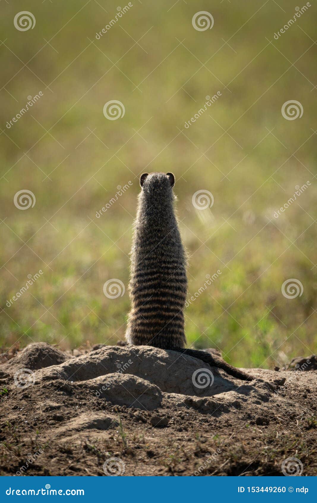 Banded Mongoose Standing on Hind Legs from Behind Stock Photo - Image ...