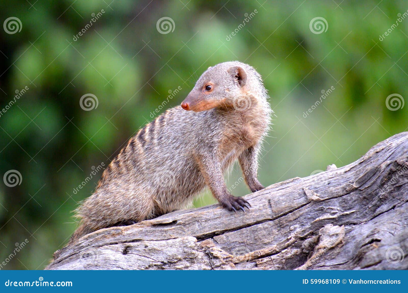 Banded Mongoose Standing on a Log Stock Image - Image of reserve ...