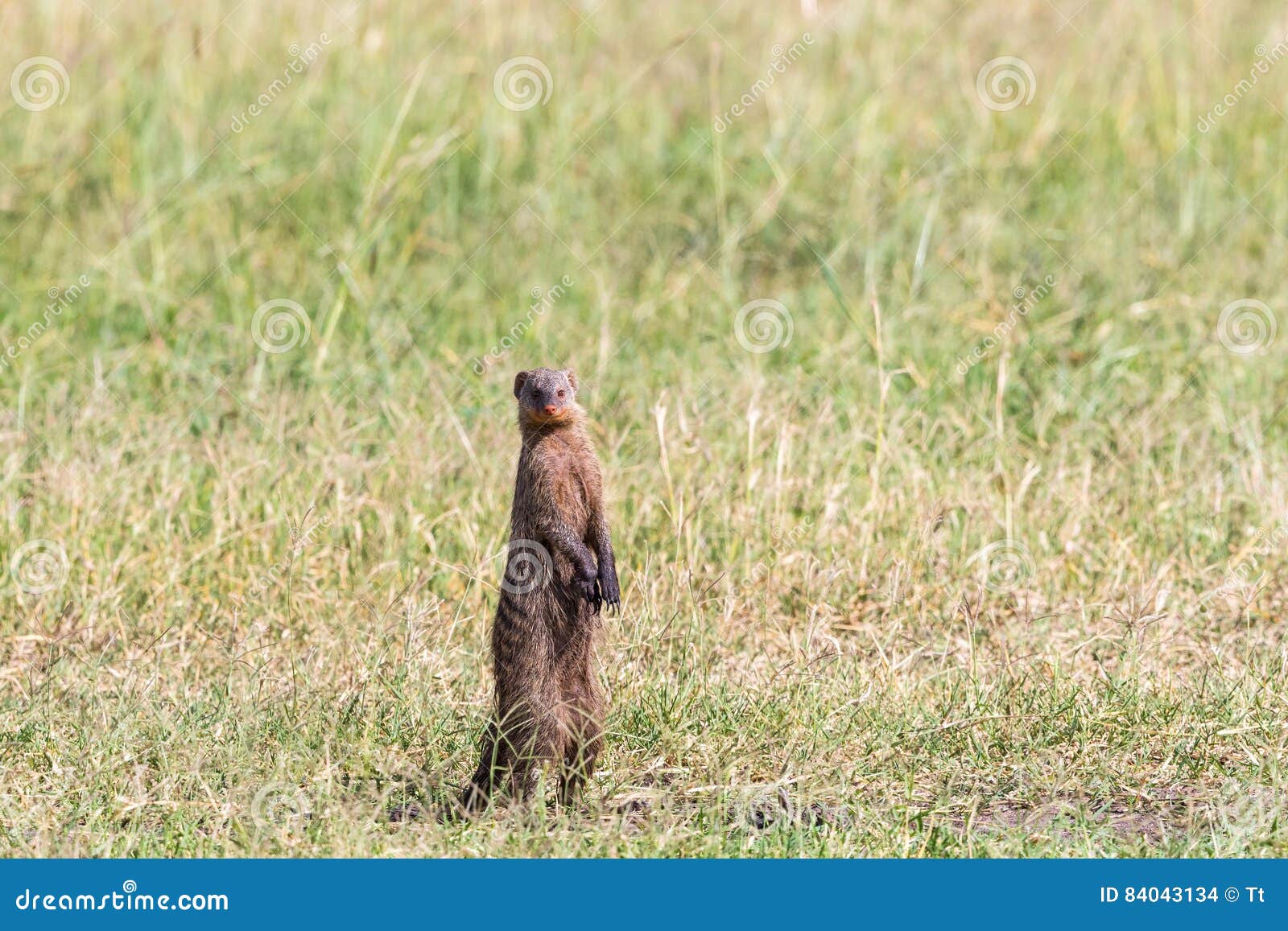 Banded Mongoose Standing Up Stock Photo - Image of lonely, field: 84043134