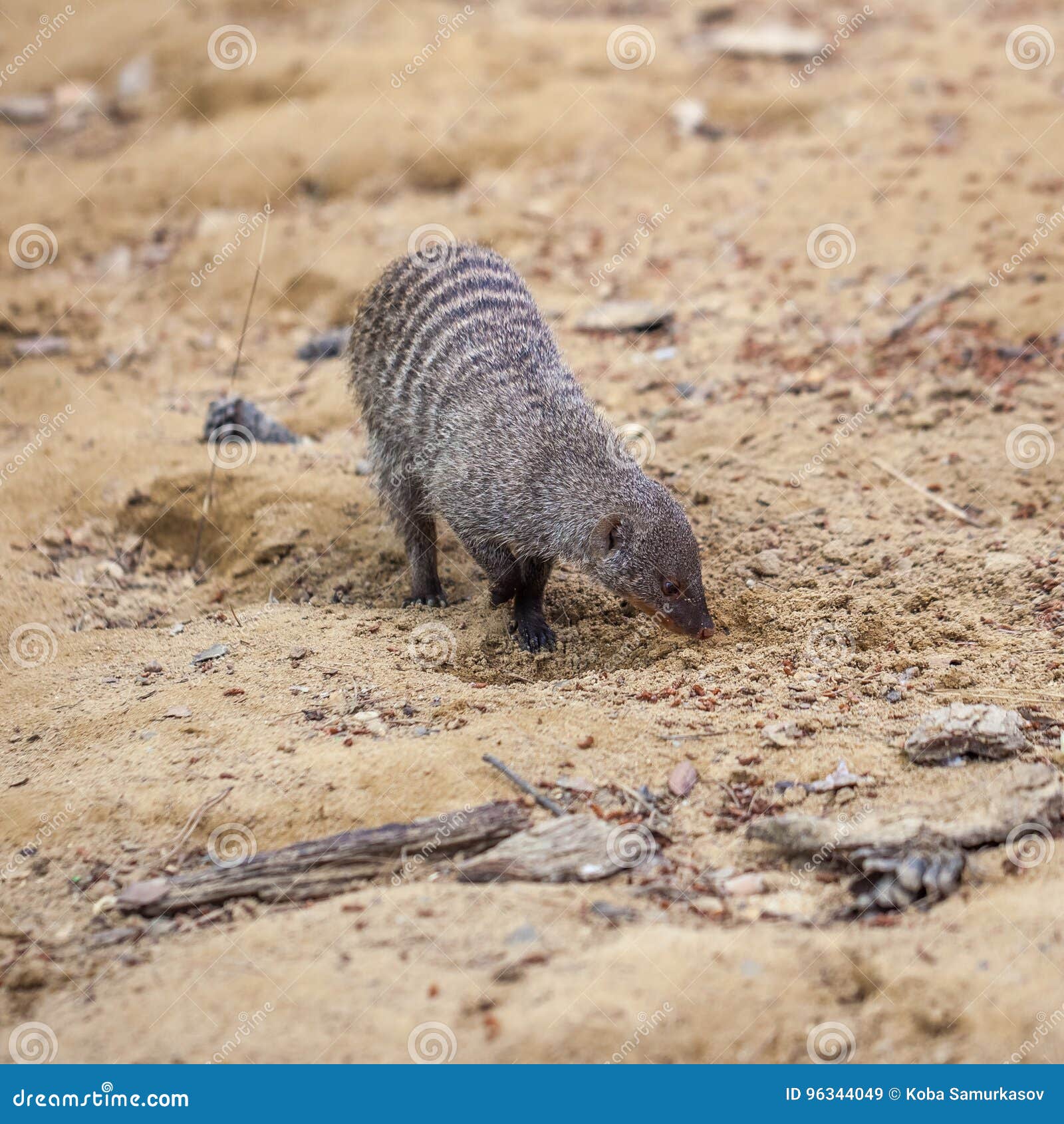 Banded Mongoose at the Tbilisi Zoo, Animal Stock Image - Image of ...