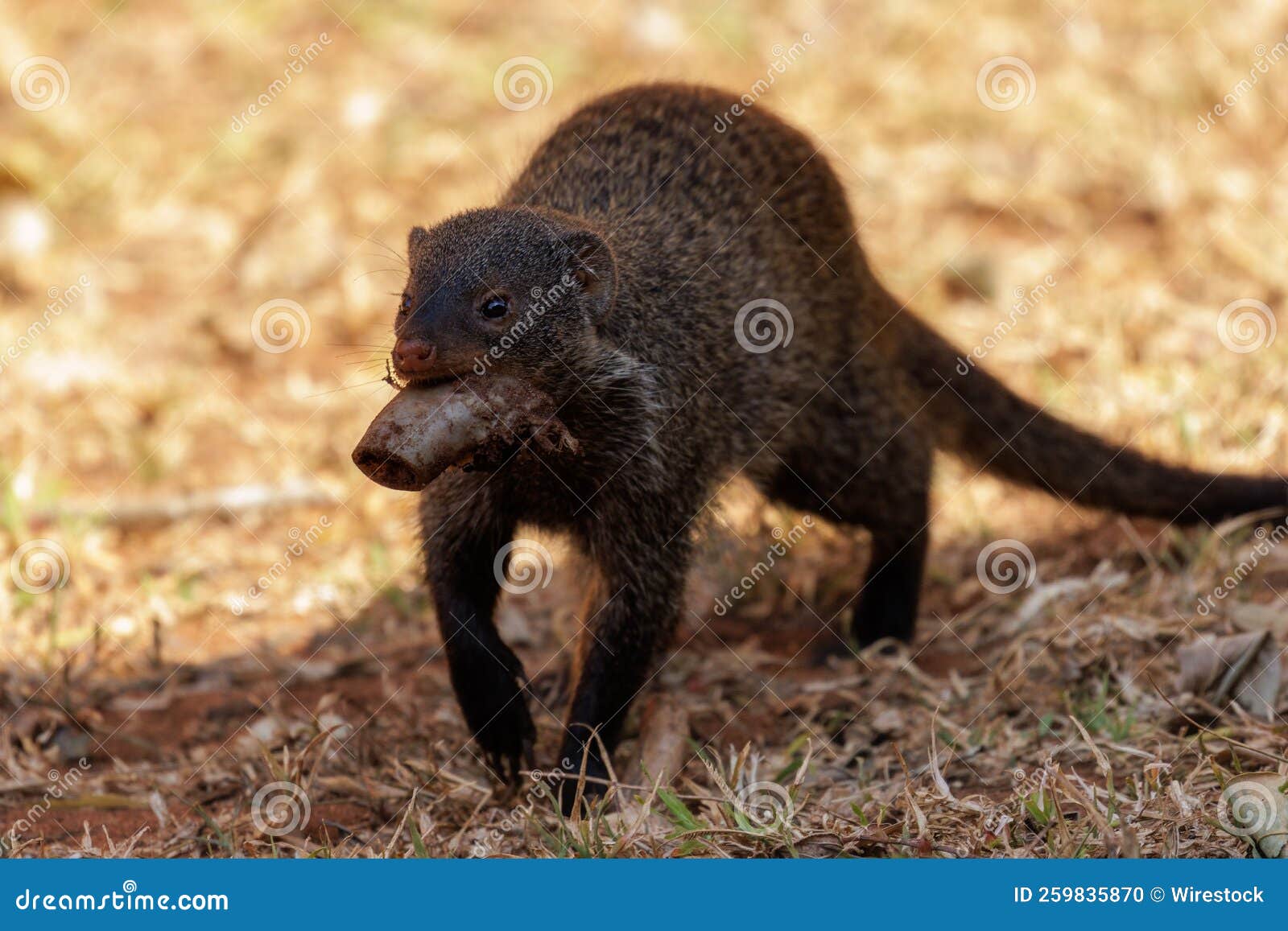 Banded Mongoose in the Wild, South Africa Stock Photo - Image of mammal ...