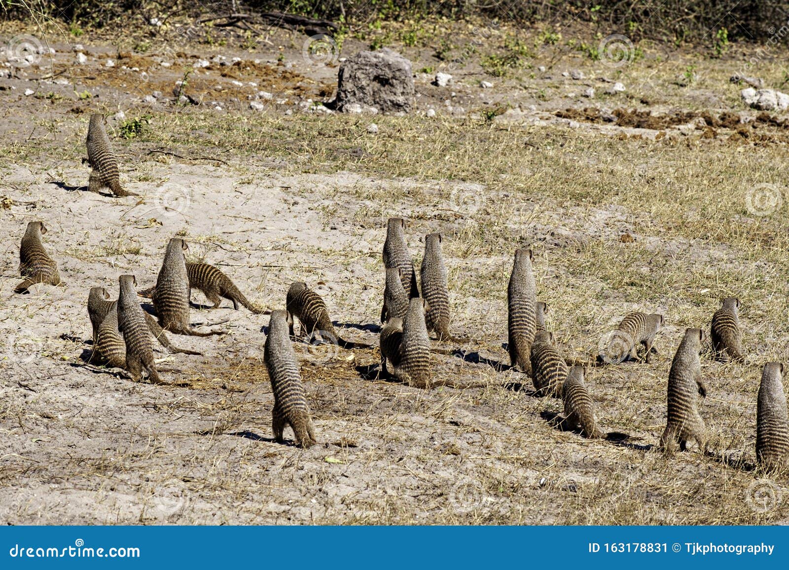 Banded Mongooses in a Group Stock Image - Image of mungos, safari ...