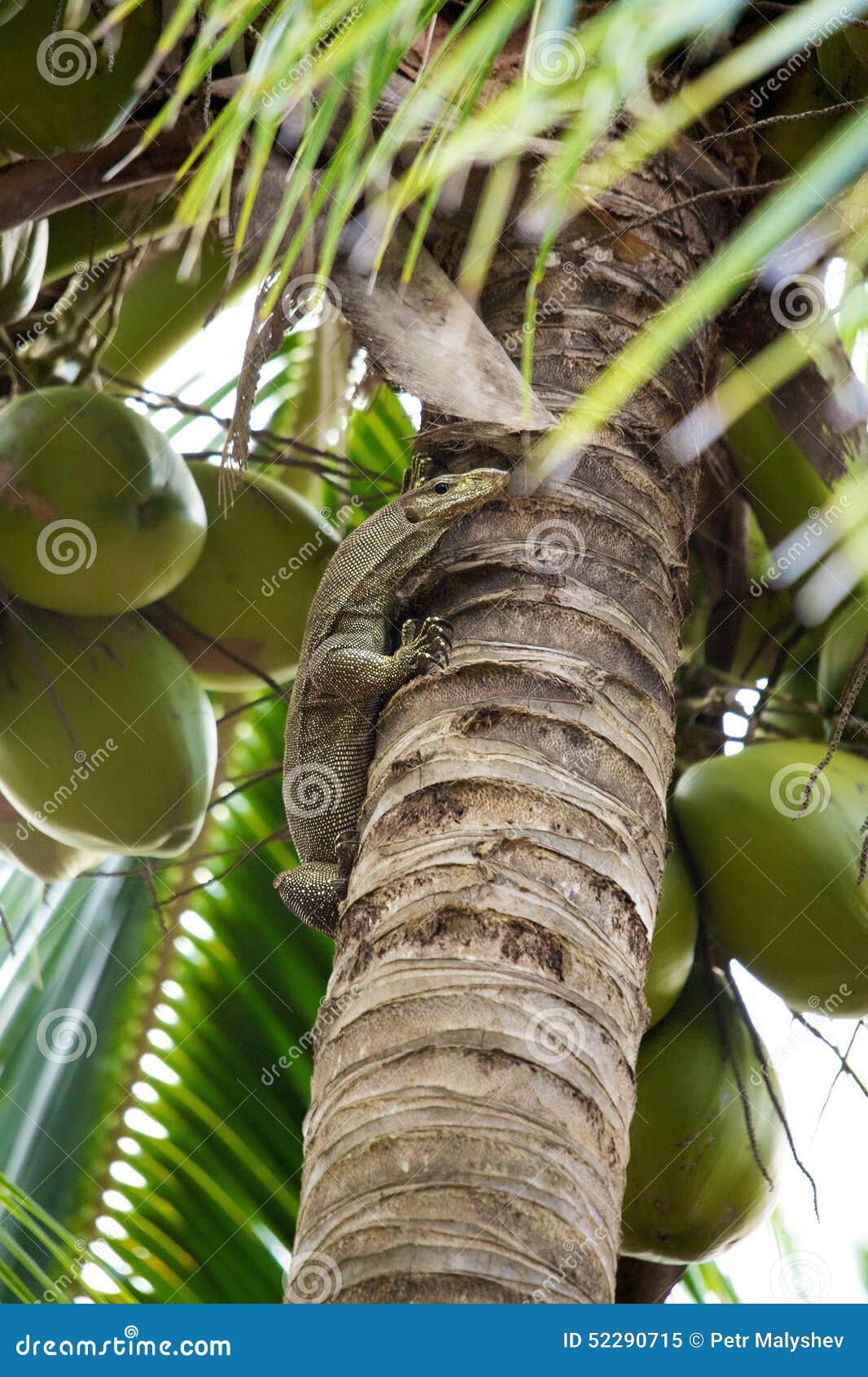 Banded monitor lizard stock image. Image of palm, climb - 52290715