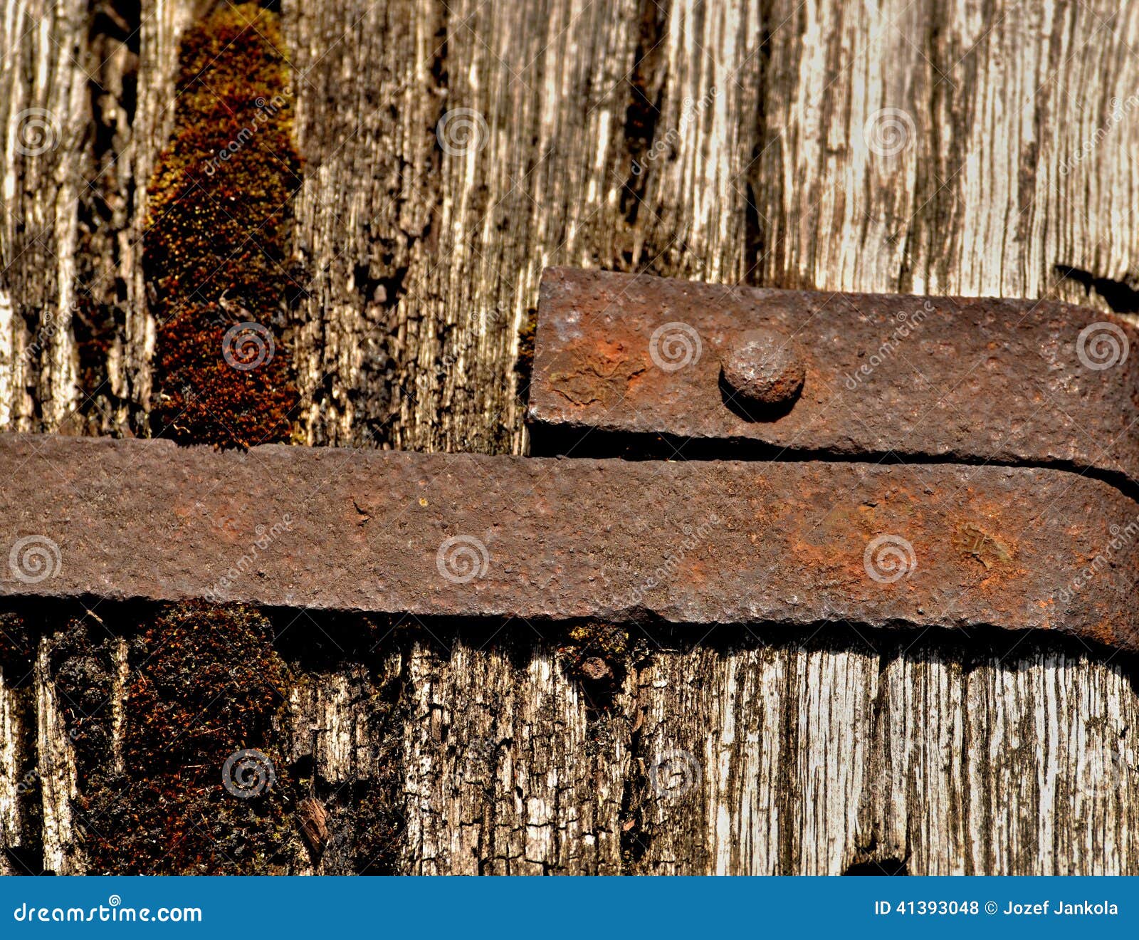 Sleeper Banded Goby, White-barred Goby Amblygobius Phalaena. Royalty ...