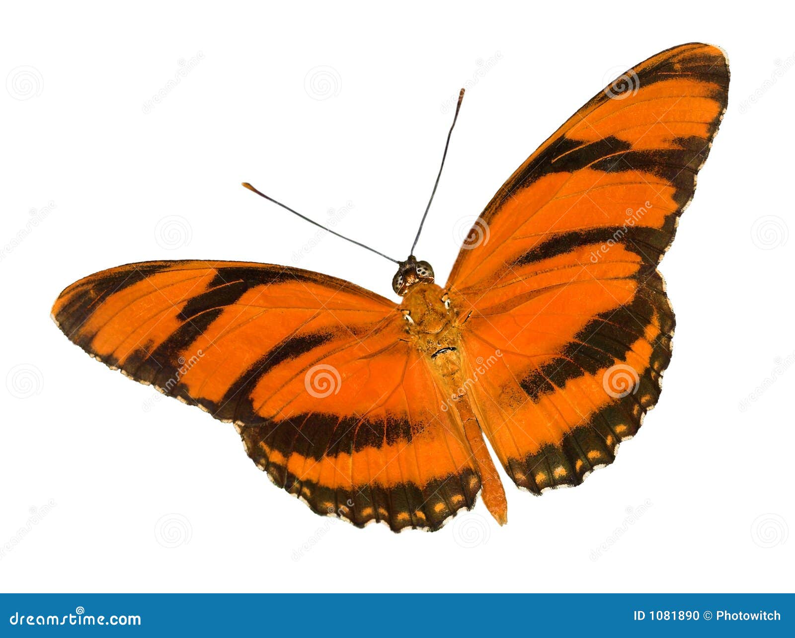 Banded orange butterfly stock photo. Image of dryadula - 1081890