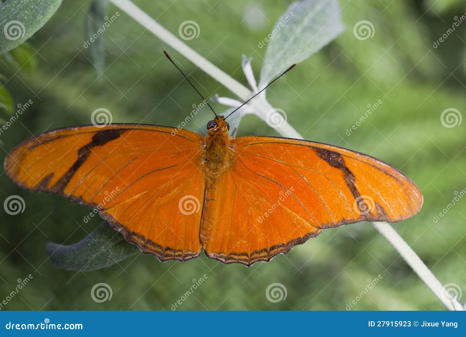 Banded Orange Butterfly stock image. Image of garden - 27915923
