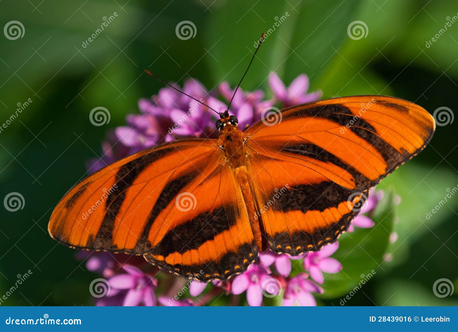 Banded Orange Butterfly (Dryadula Phaetusa) Stock Photo - Image of ...