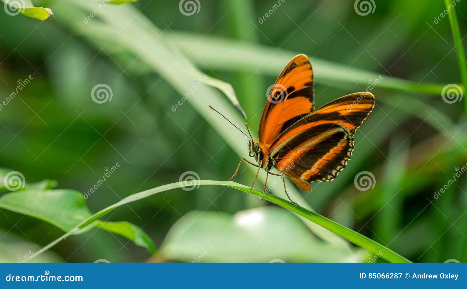 Banded Orange Butterfly stock image. Image of dryadula - 85066287