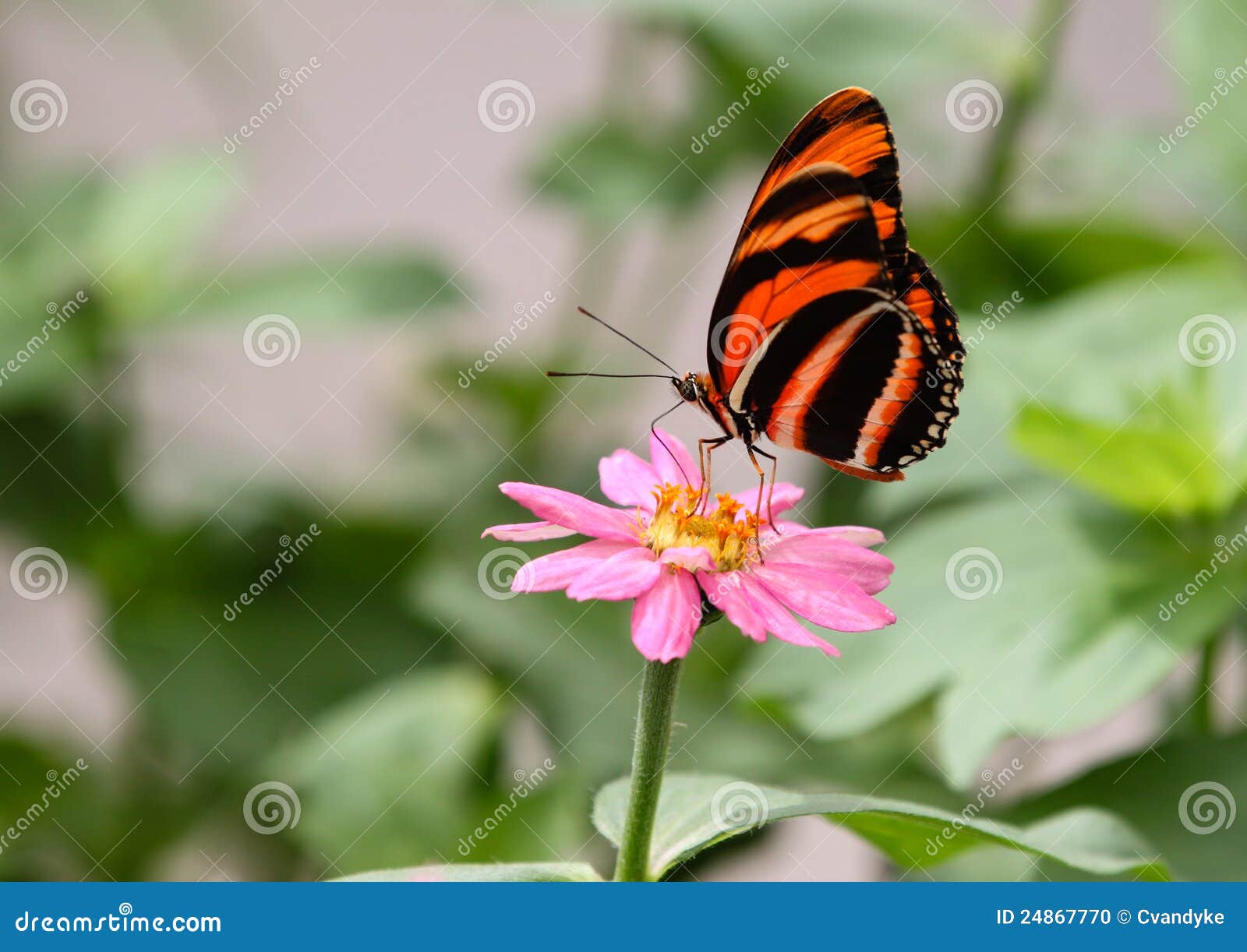 Banded Orange Heliconian Butterfly Stock Photo - Image of phaetusa ...