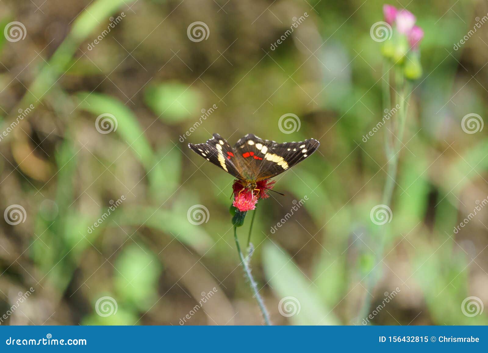 Banded Peacock Butterfly (Papilio Palinurus Stock Image - Image of ...