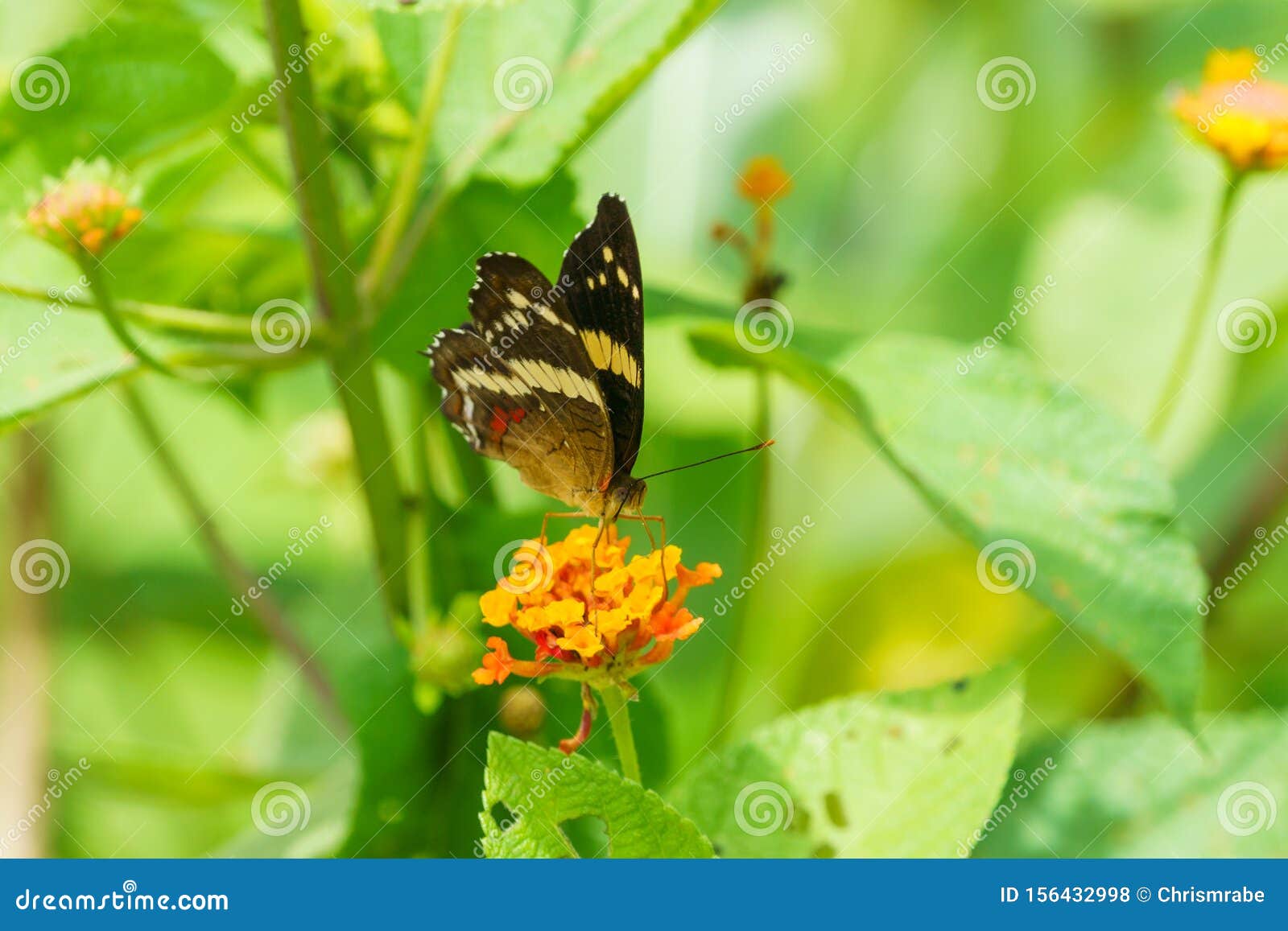 Banded Peacock Butterfly (Papilio Palinurus Stock Photo - Image of ...