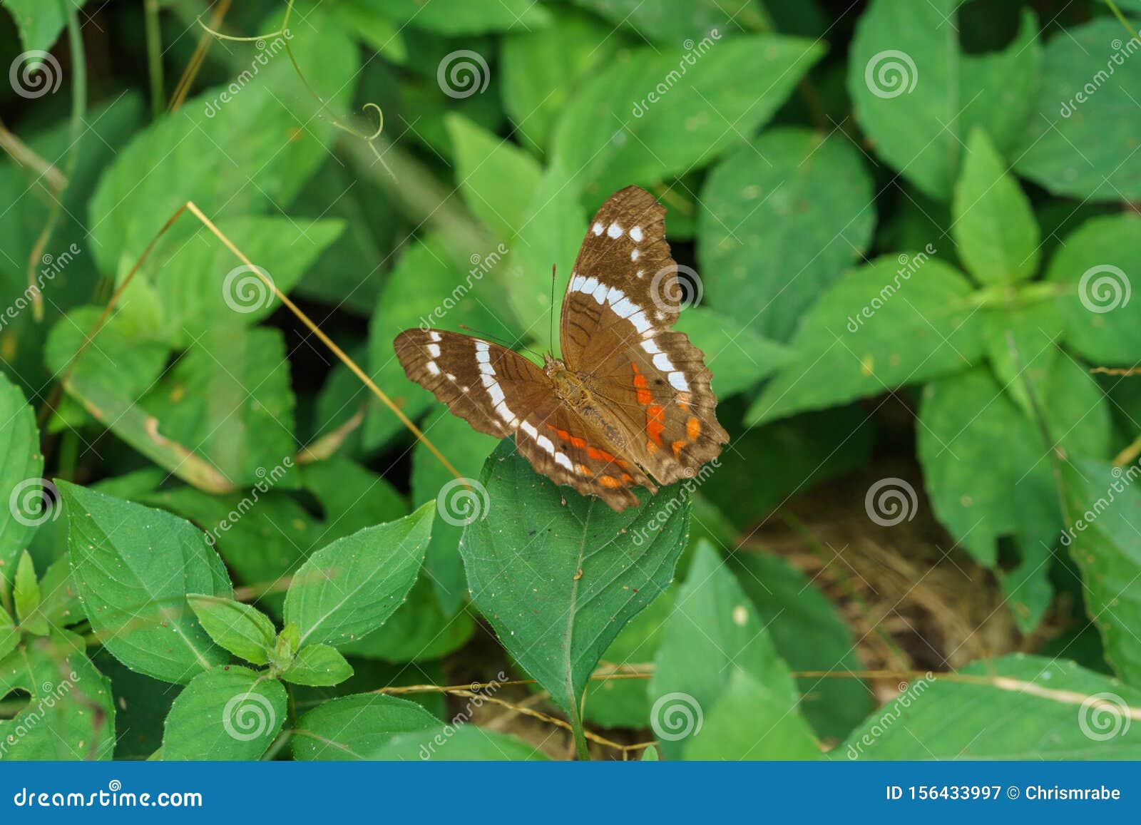 Banded Peacock Butterfly (Papilio Palinurus Stock Image - Image of ...
