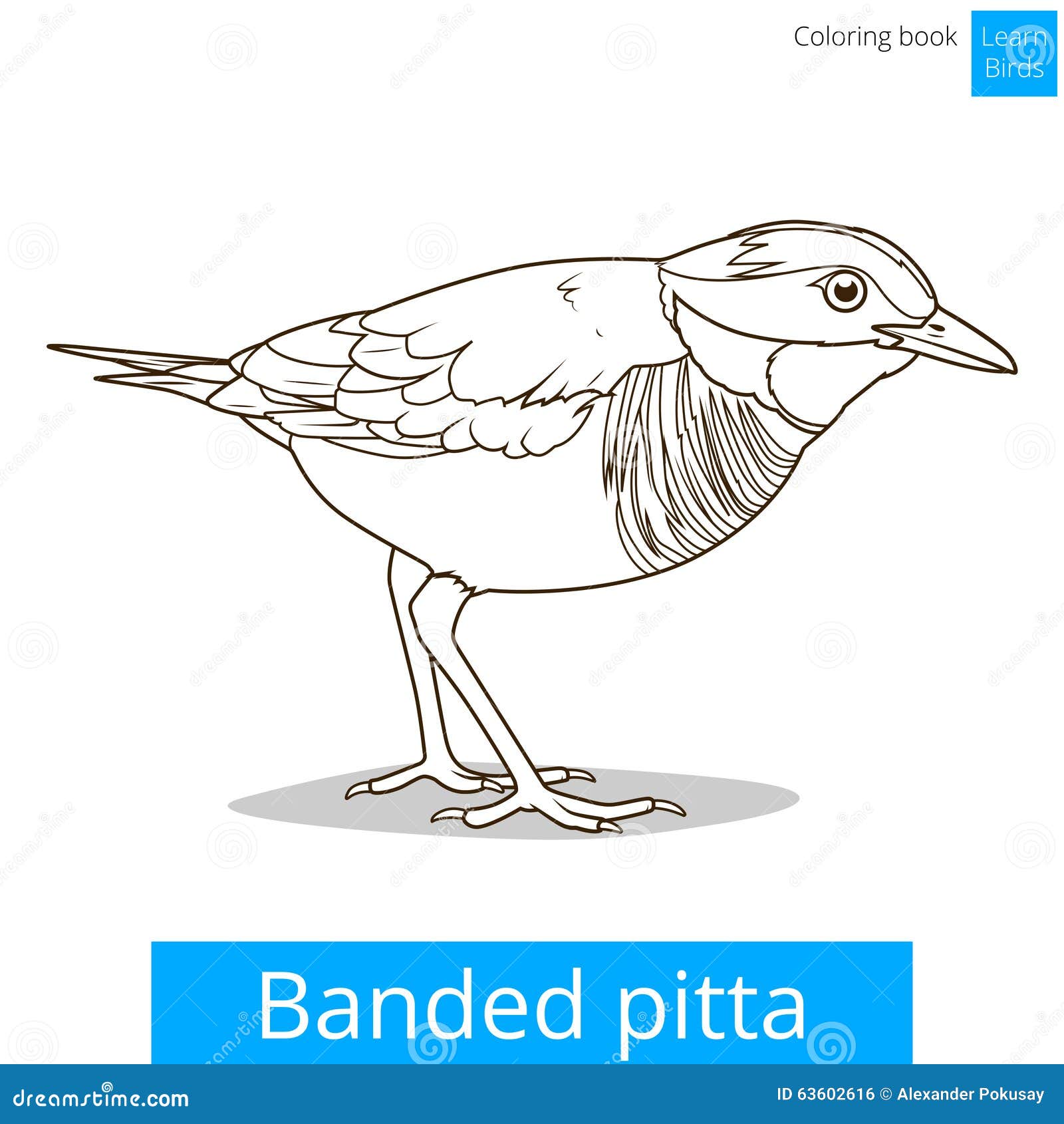 The Banded Pitta. Watercolor Hand Painted Drawing Of Bird Stock Photo ...