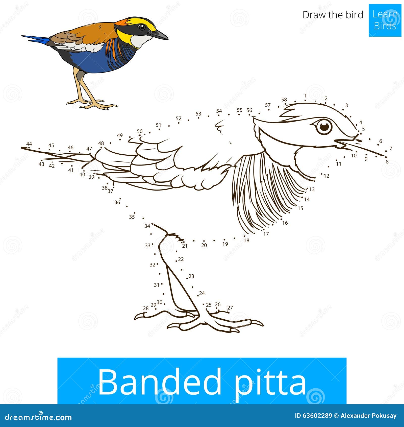 The Banded Pitta. Watercolor Hand Painted Drawing Of Bird Stock Photo ...