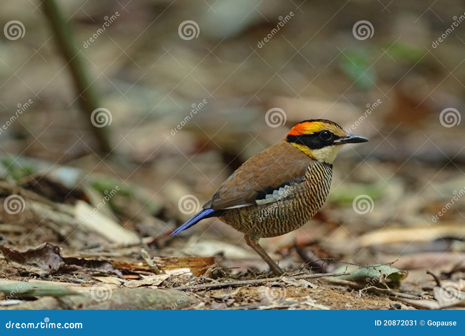 Banded Pitta(female) stock image. Image of leaf, bird - 20872031