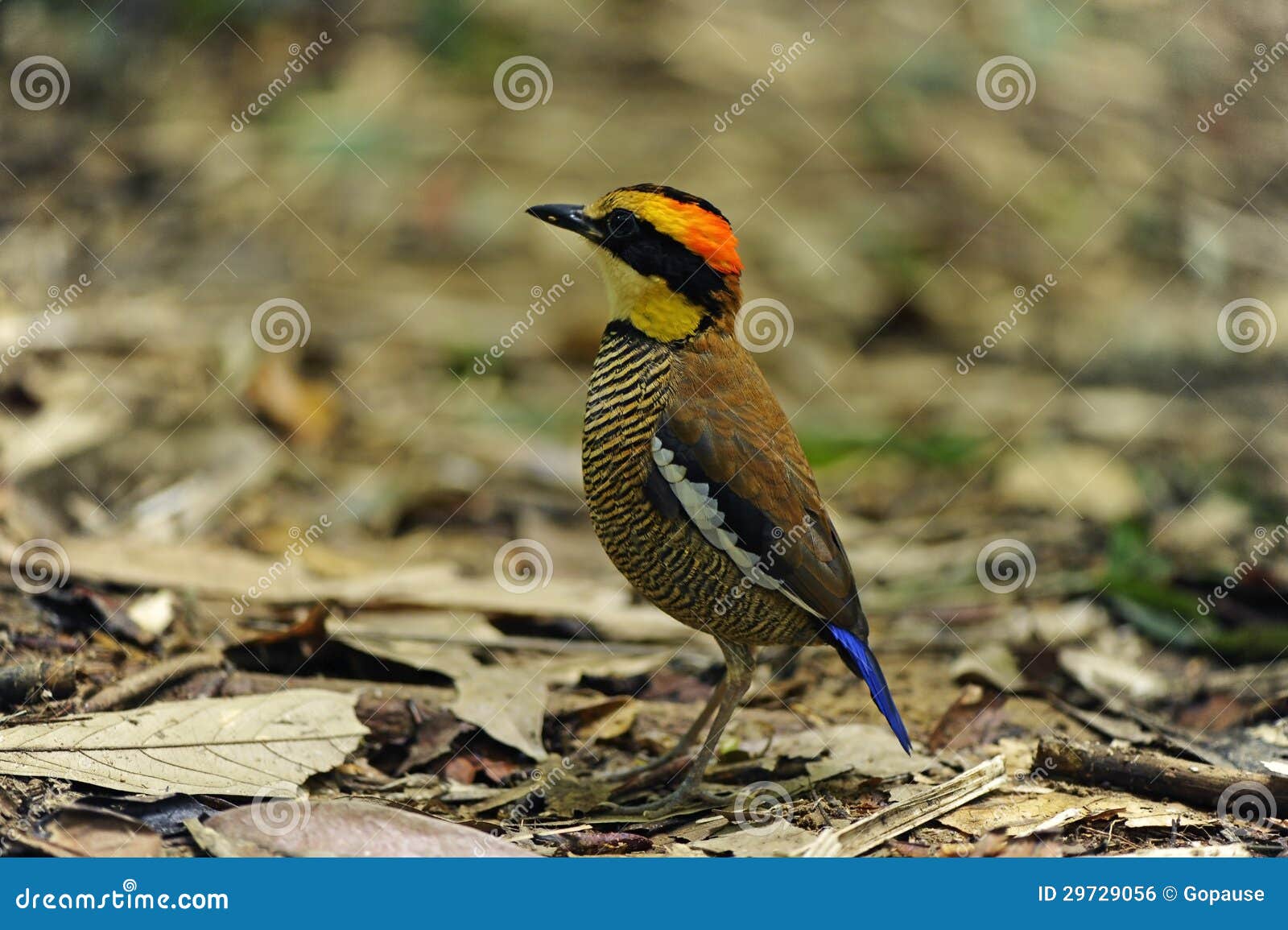Banded Pitta stock photo. Image of beak, park, billed - 29729056