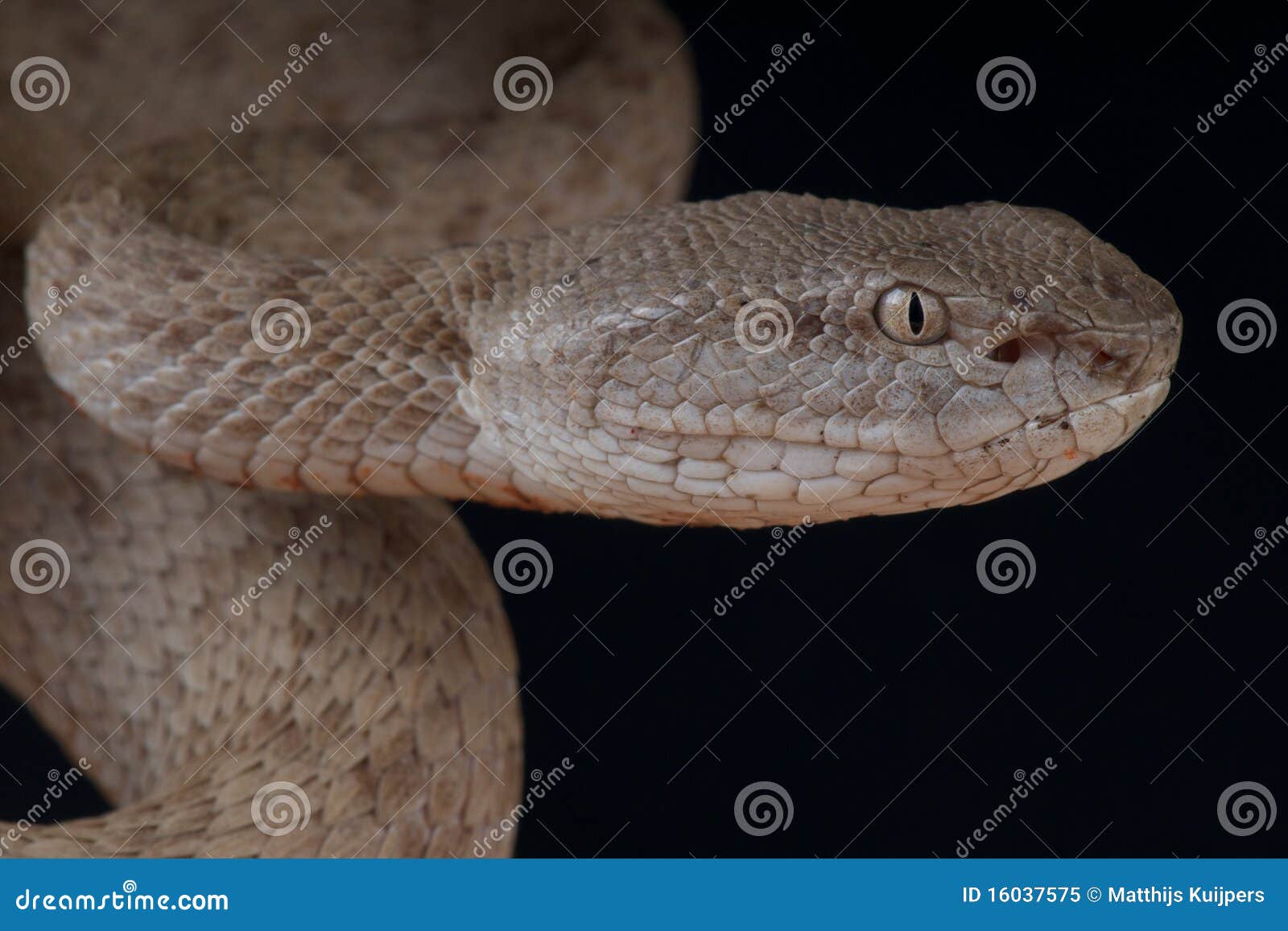 Banded pitviper stock image. Image of vipers, pitvipers - 16037575