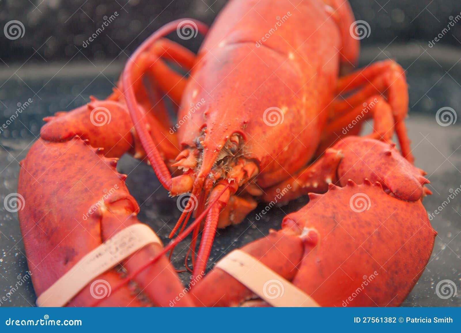 Banded red lobster stock photo. Image of fish, eating - 27561382