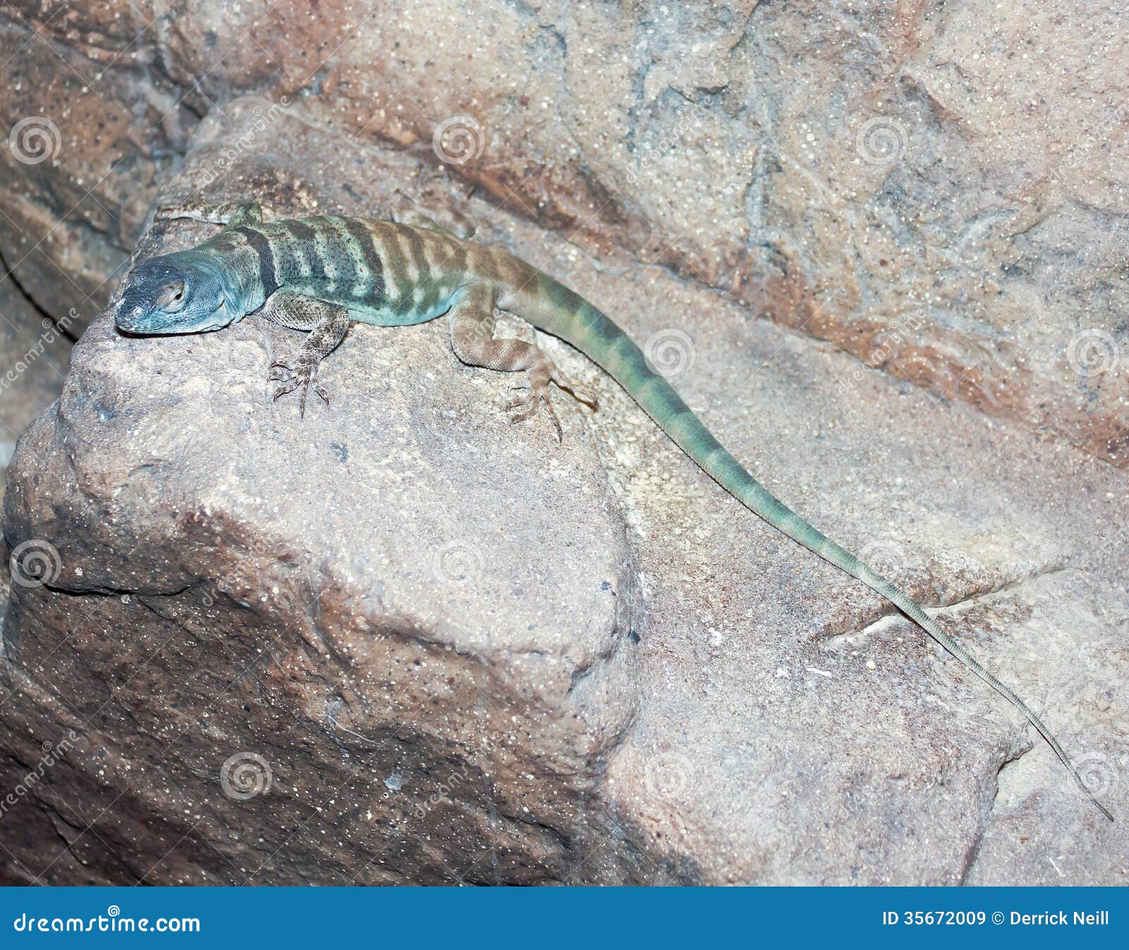 A Banded Rock Lizard on a Ledge Stock Image - Image of legs, banded ...