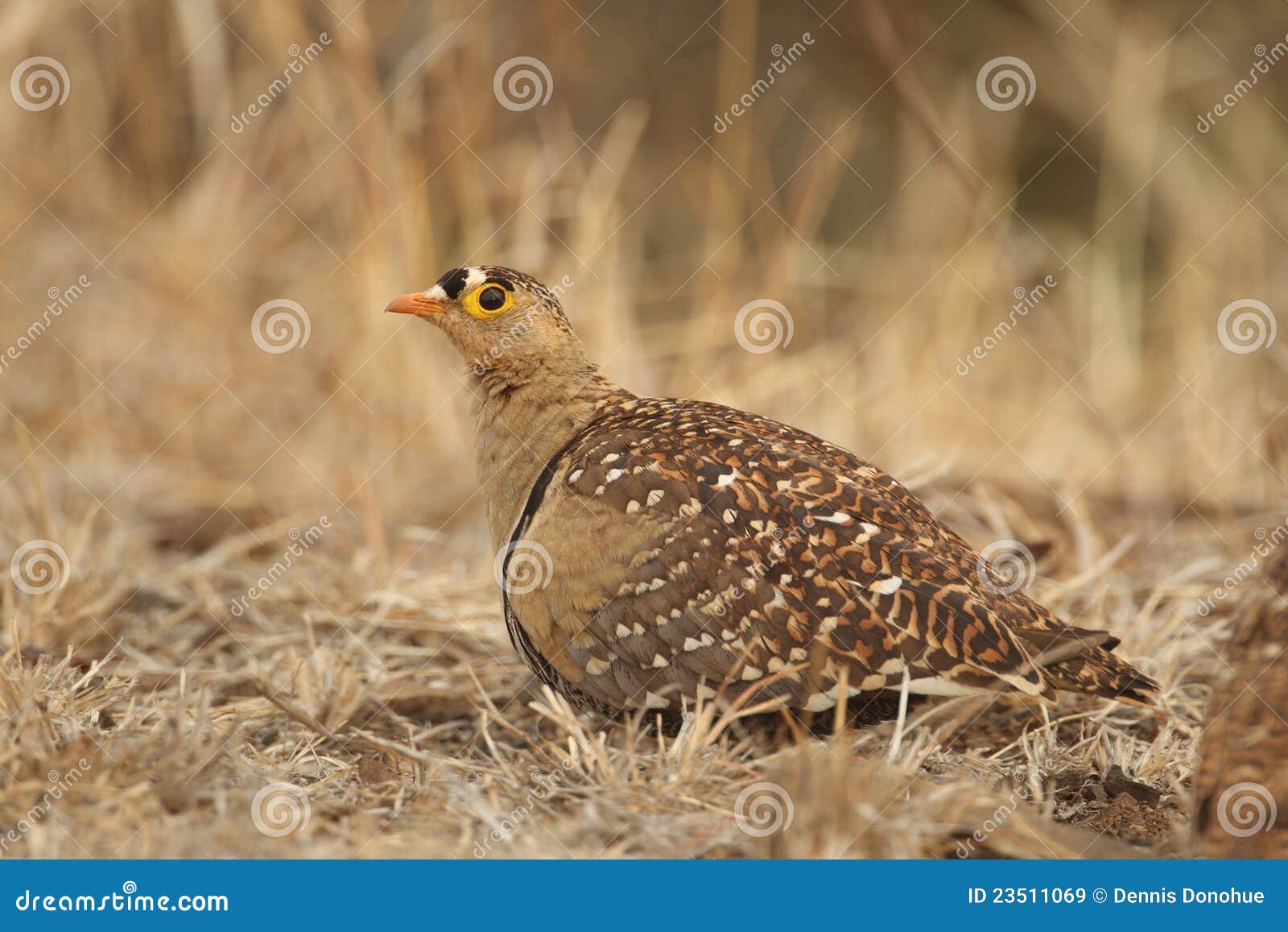 Banded Sand Grouse stock image. Image of south, banded - 23511069