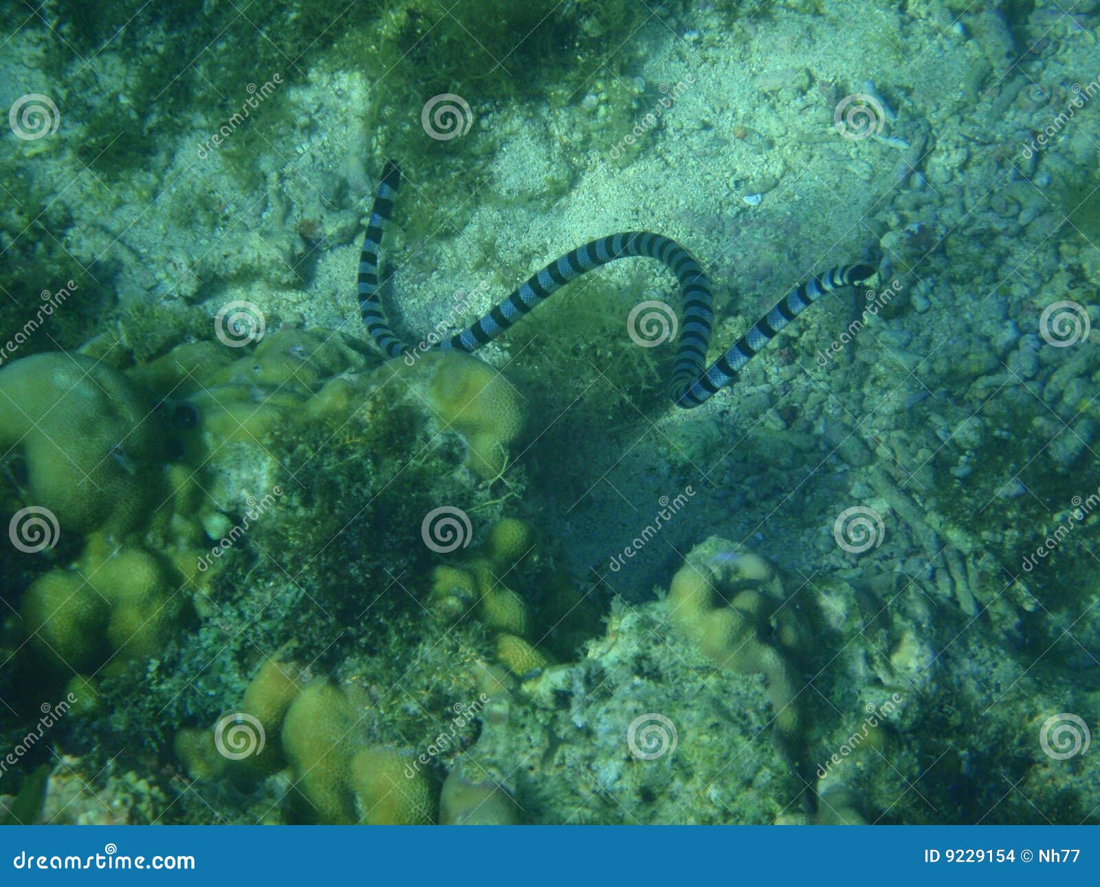 Banded sea krait stock photo. Image of reef, rocks, laticaudinae - 9229154