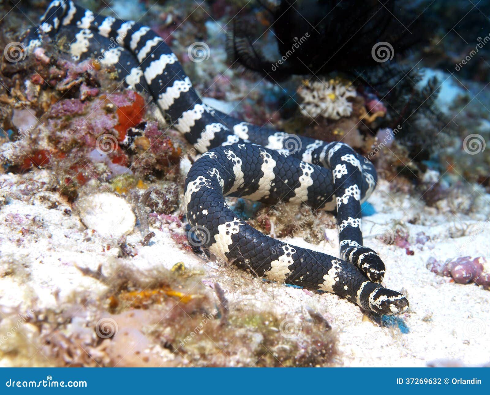 Banded sea krait stock photo. Image of nature, reef, balikasag - 37269632