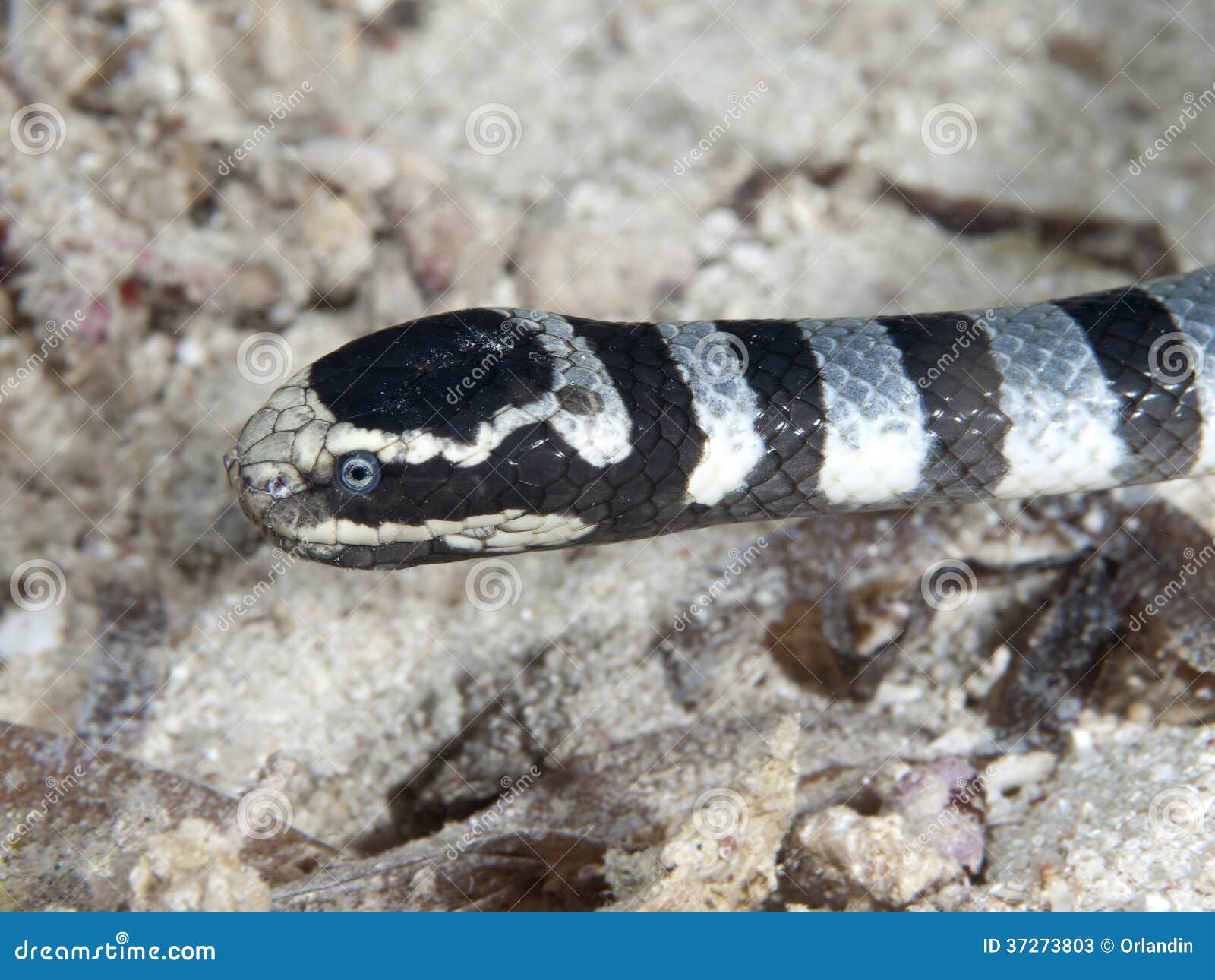 Banded sea krait stock image. Image of nature, world - 37273803