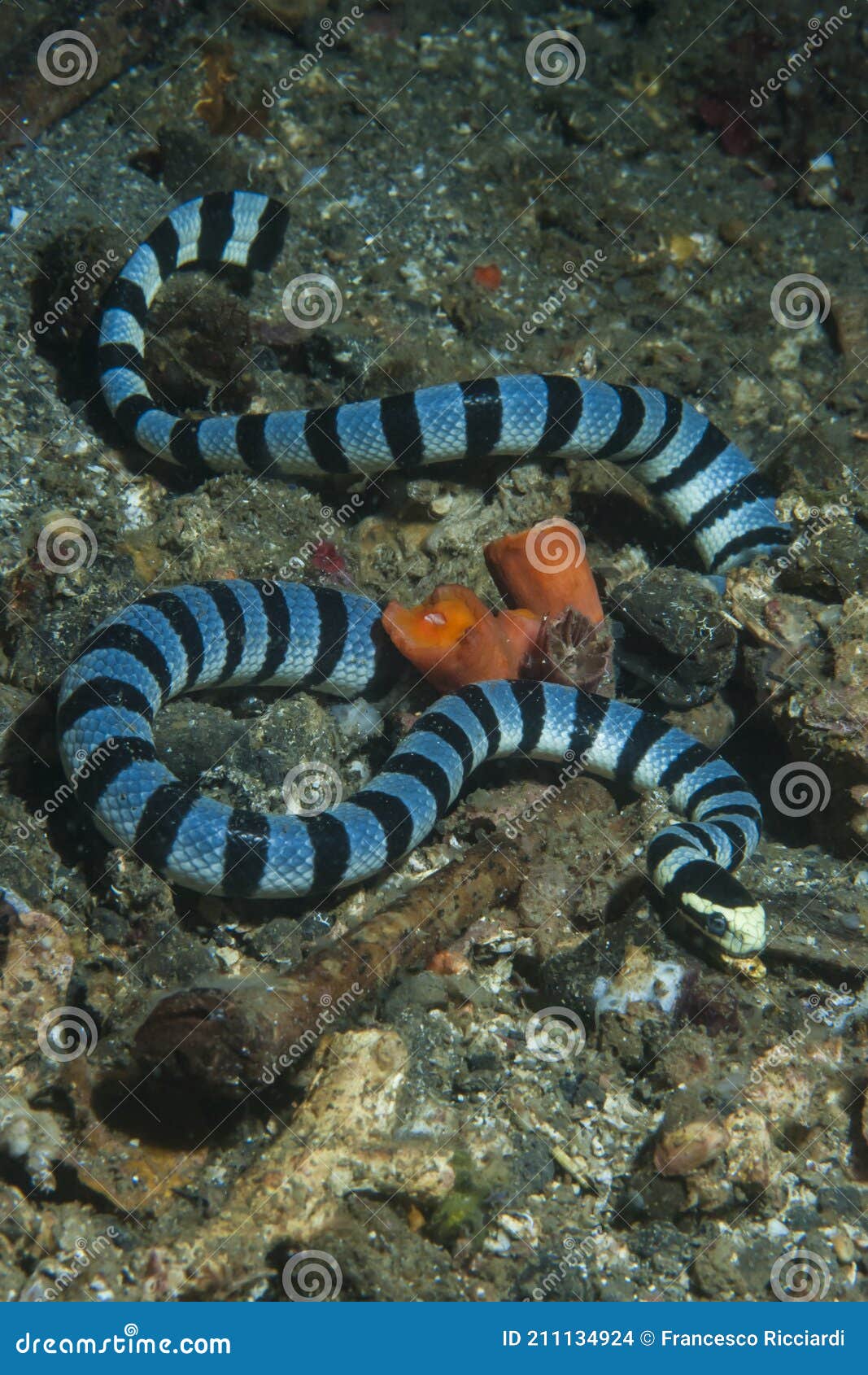 Banded Sea Krait Laticauda Colubrina Stock Photo - Image of krait ...