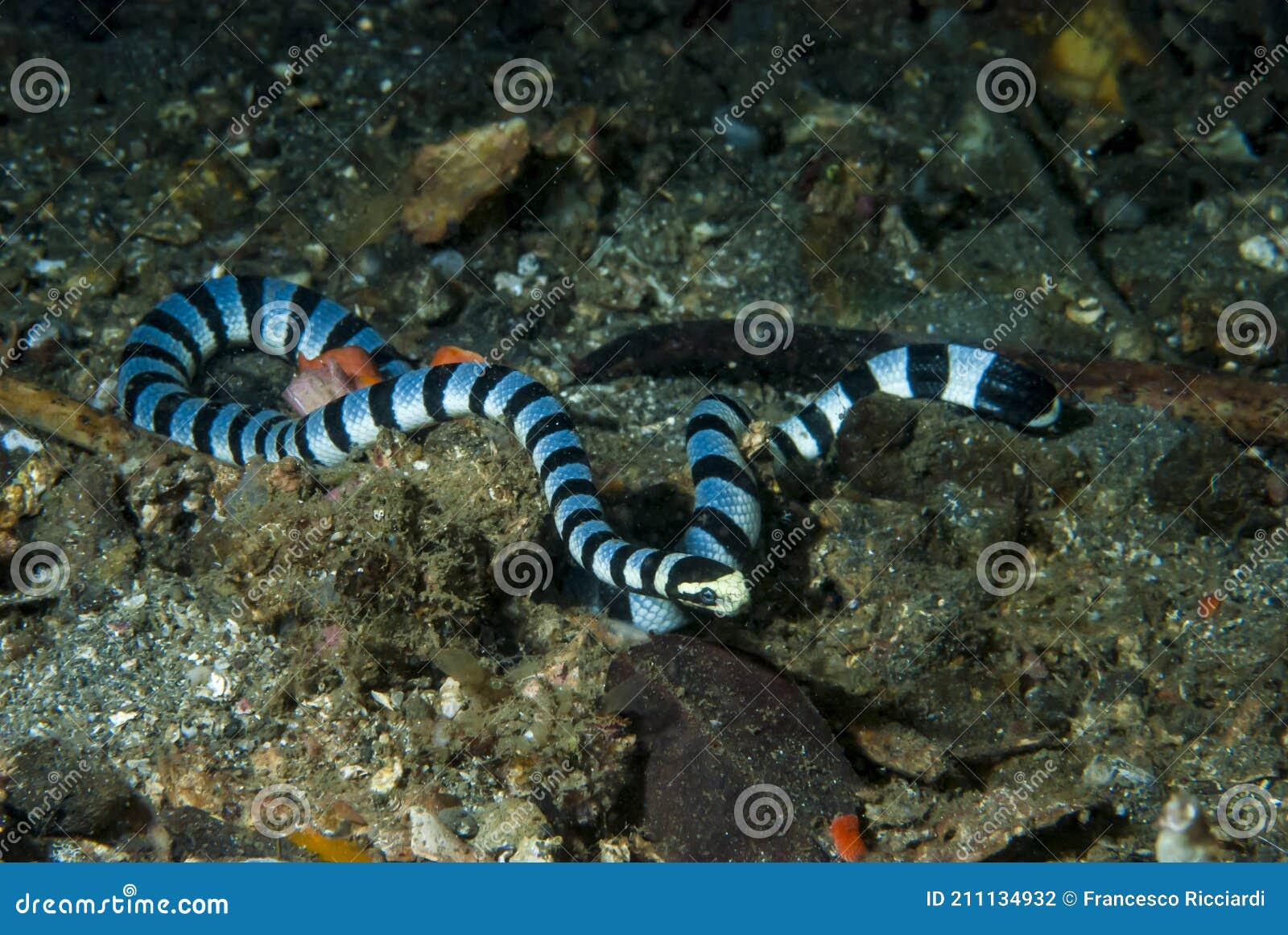 Banded Sea Krait Laticauda Colubrina Stock Photo - Image of diving ...