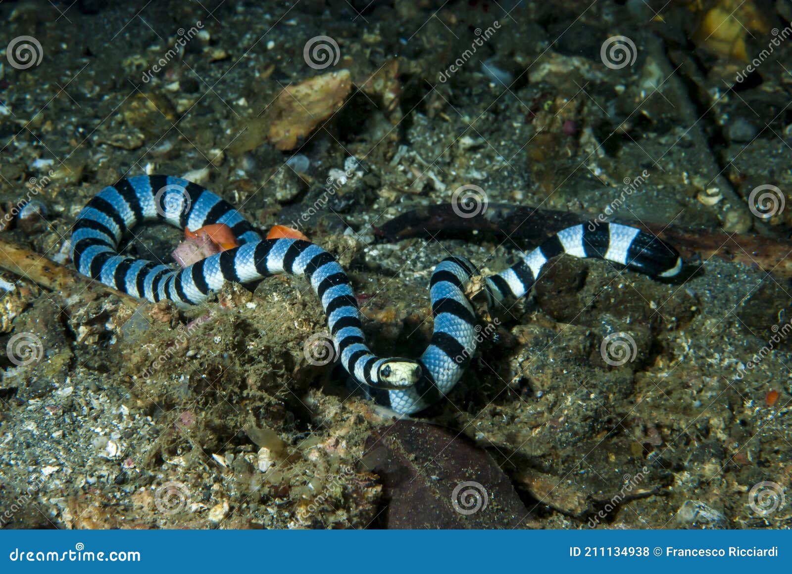 Banded Sea Krait Laticauda Colubrina Stock Photo - Image of reefs ...