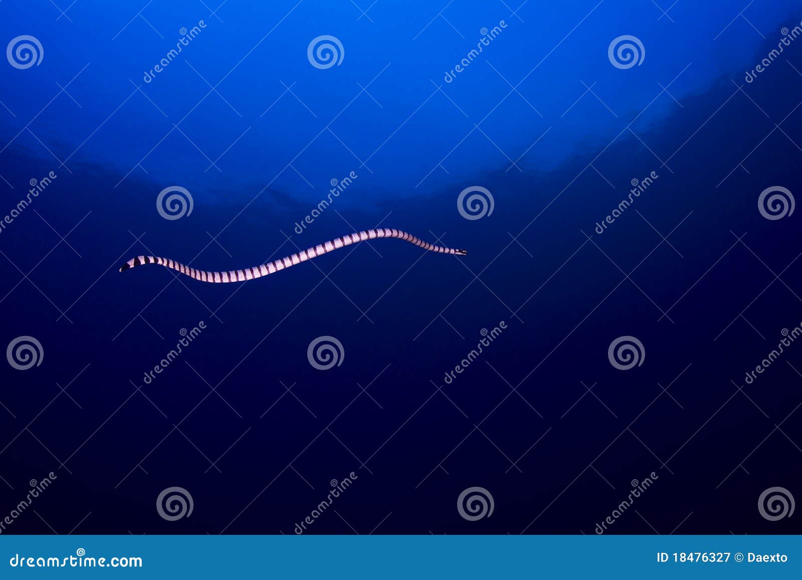 Banded Sea Krait Swimming in the Ocean Stock Image - Image of black ...