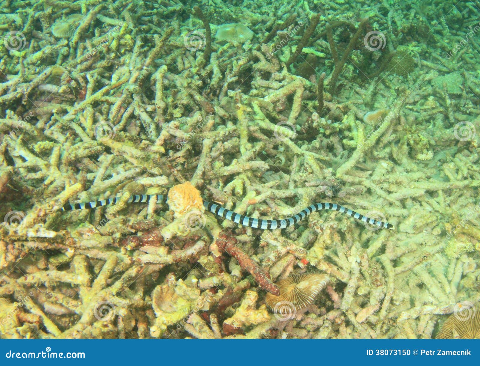 Banded sea snake stock photo. Image of komodo, laticauda - 38073150
