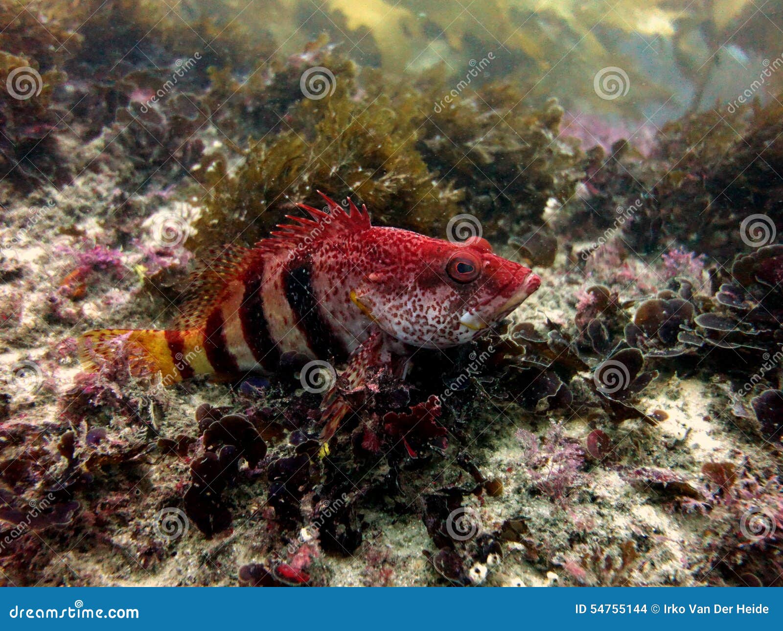 Banded Seaperch stock photo. Image of ocean, seaweeds - 54755144