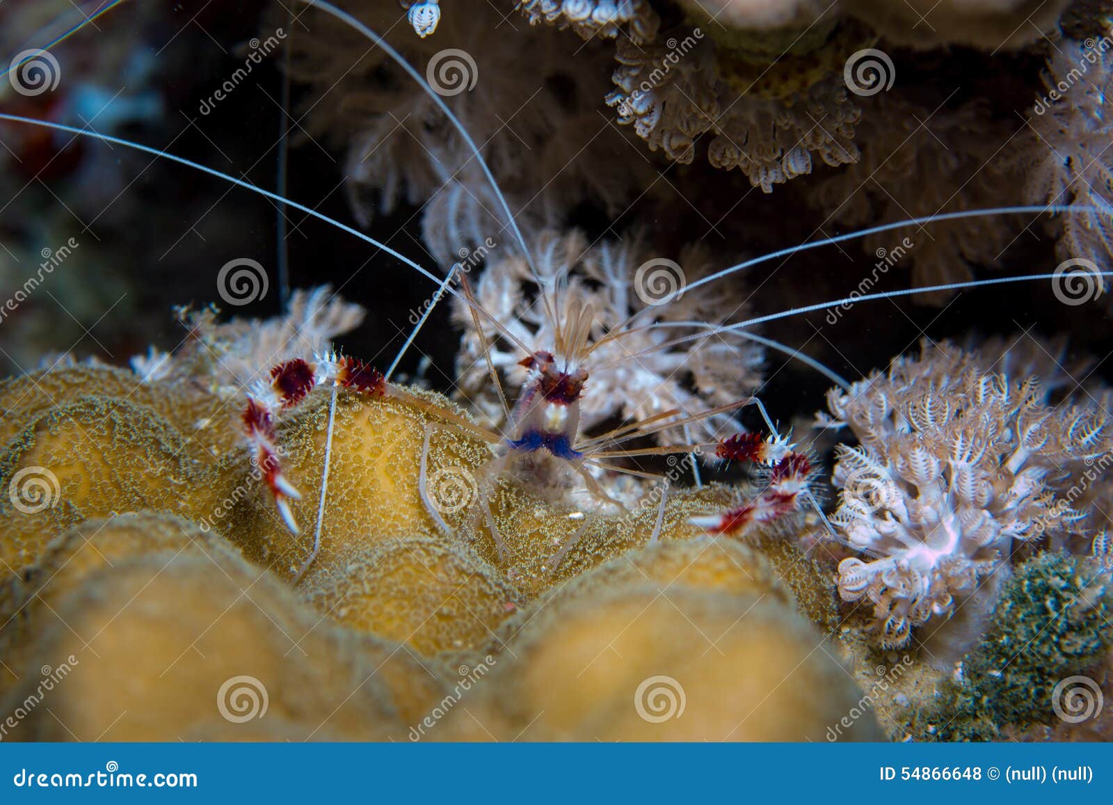 Banded Shrimp on the Corals Stock Photo - Image of moustache, mouth ...