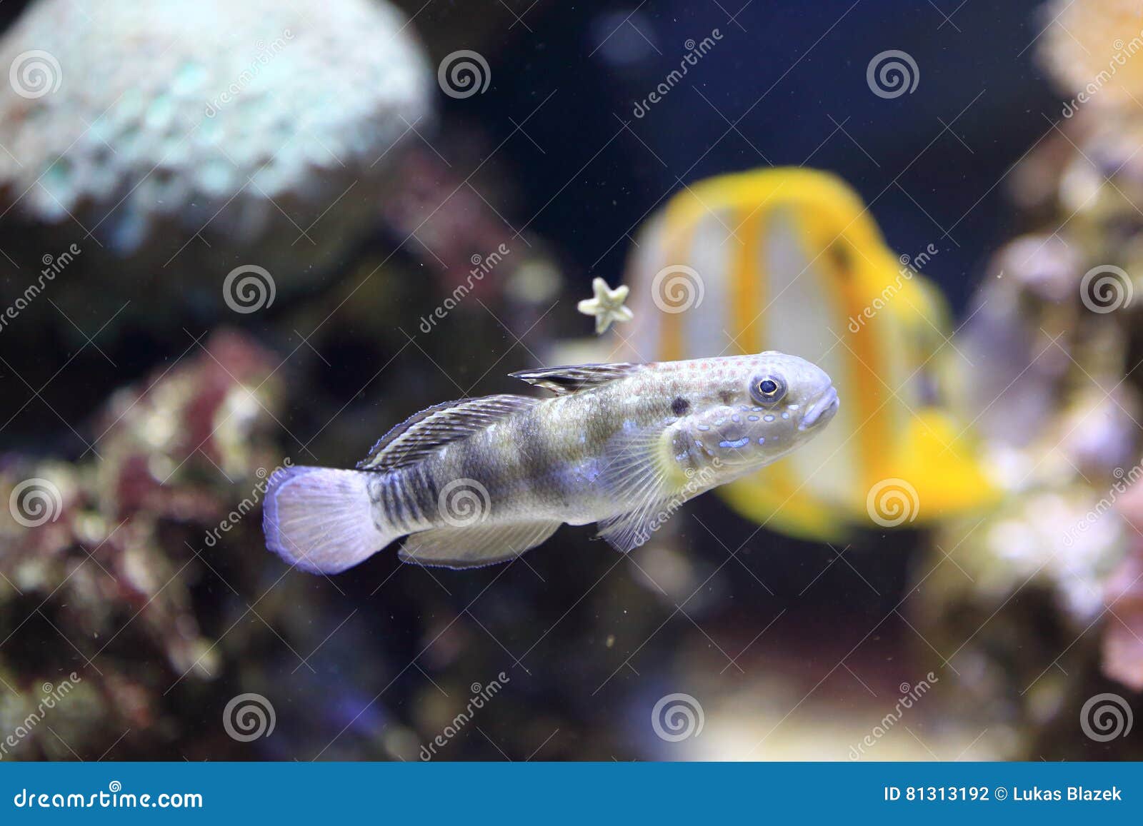 Sleeper Banded Goby, White-barred Goby Amblygobius Phalaena. Royalty ...