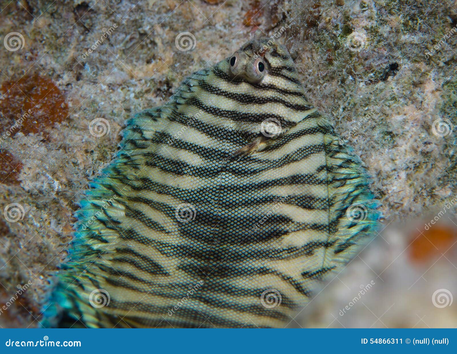 Banded sole stock image. Image of coral, marsa, striped - 54866311