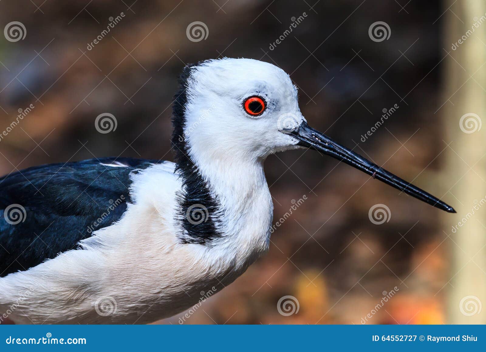 Banded Stilt stock image. Image of australia, bird, stilt - 64552727