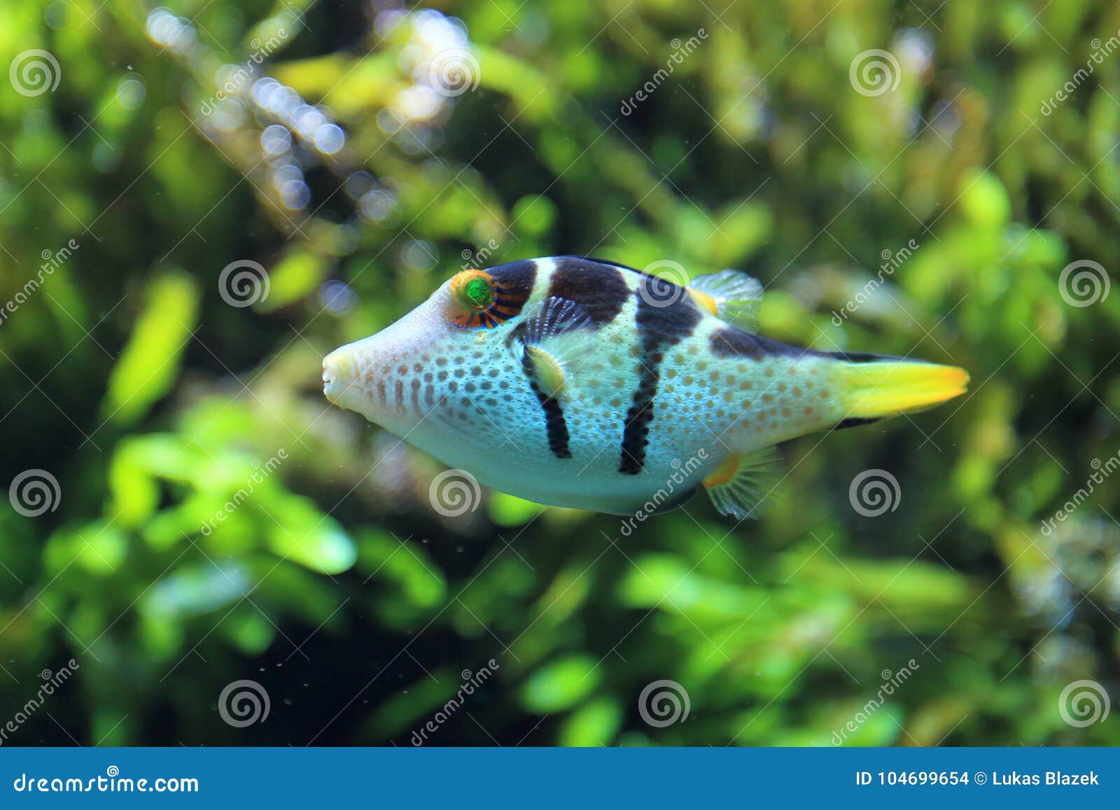 Banded toby stock photo. Image of banded, toby, water - 104699654
