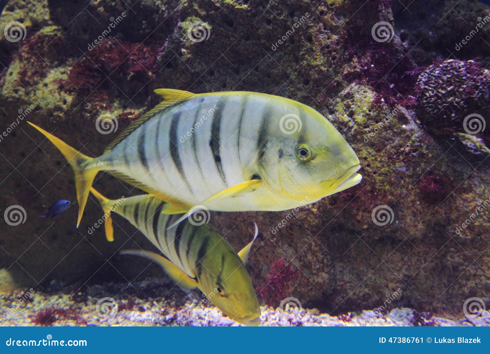 Banded trevally stock image. Image of gnathanodon, stripe - 47386761